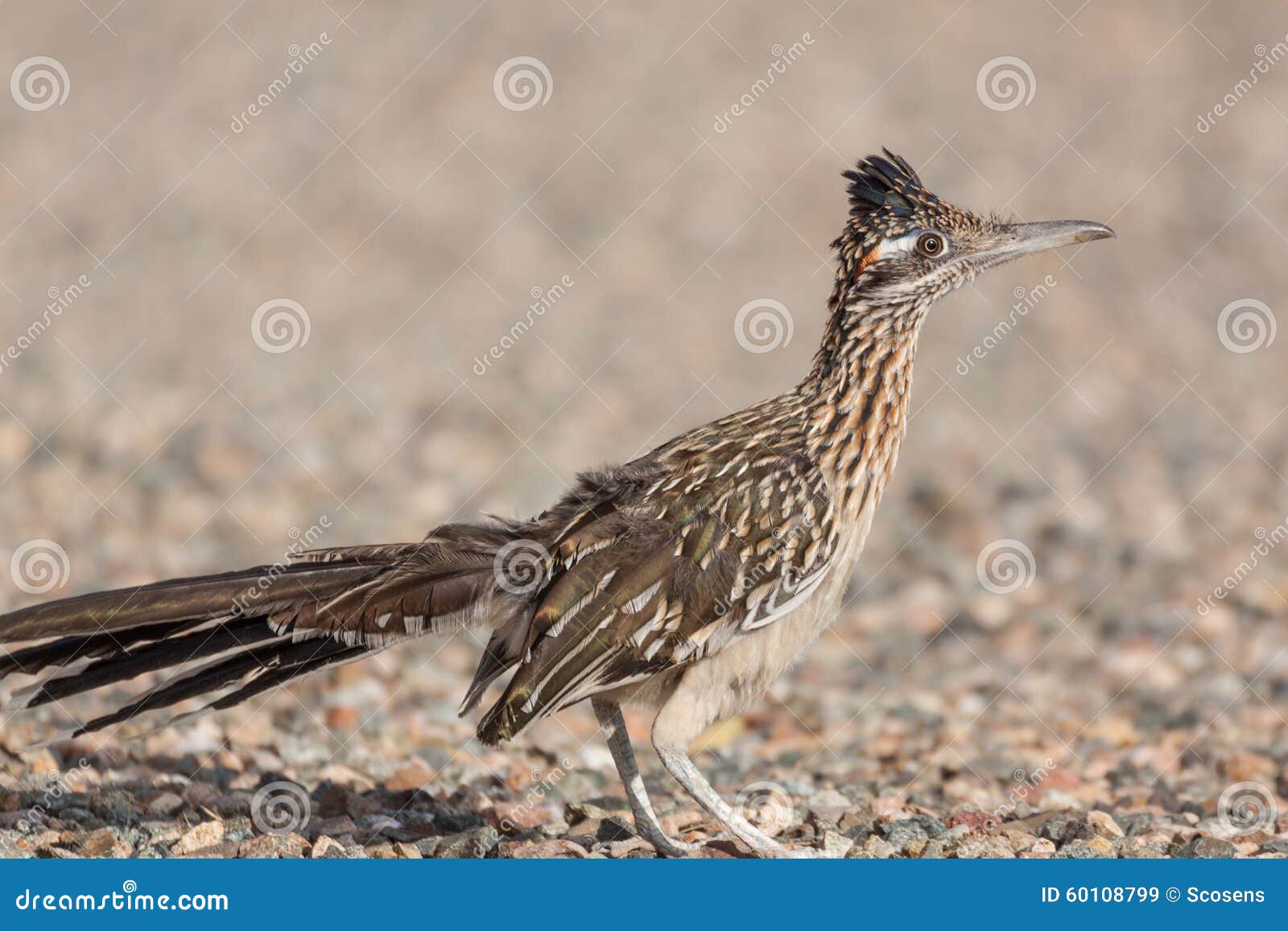 Cute Roadrunner stock image. Image of wildlife, roadrunner - 60108799