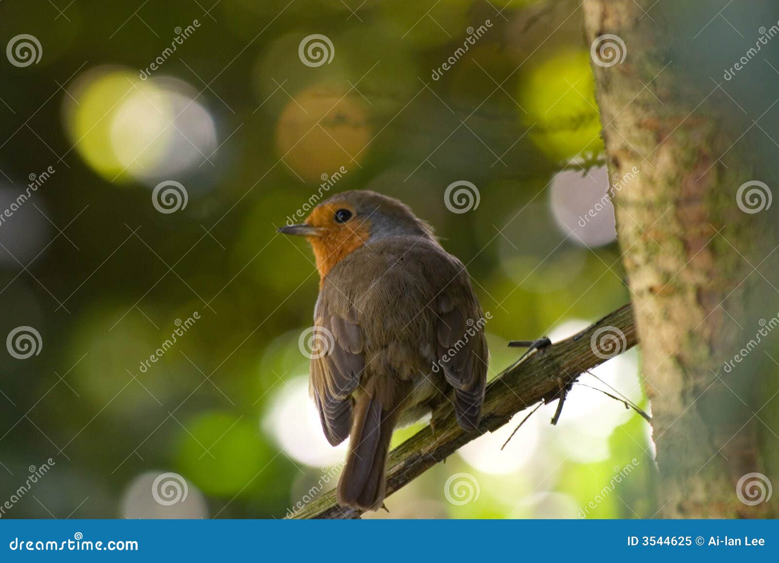 Cute robin stock image. Image of beauty, tree, garden - 3544625