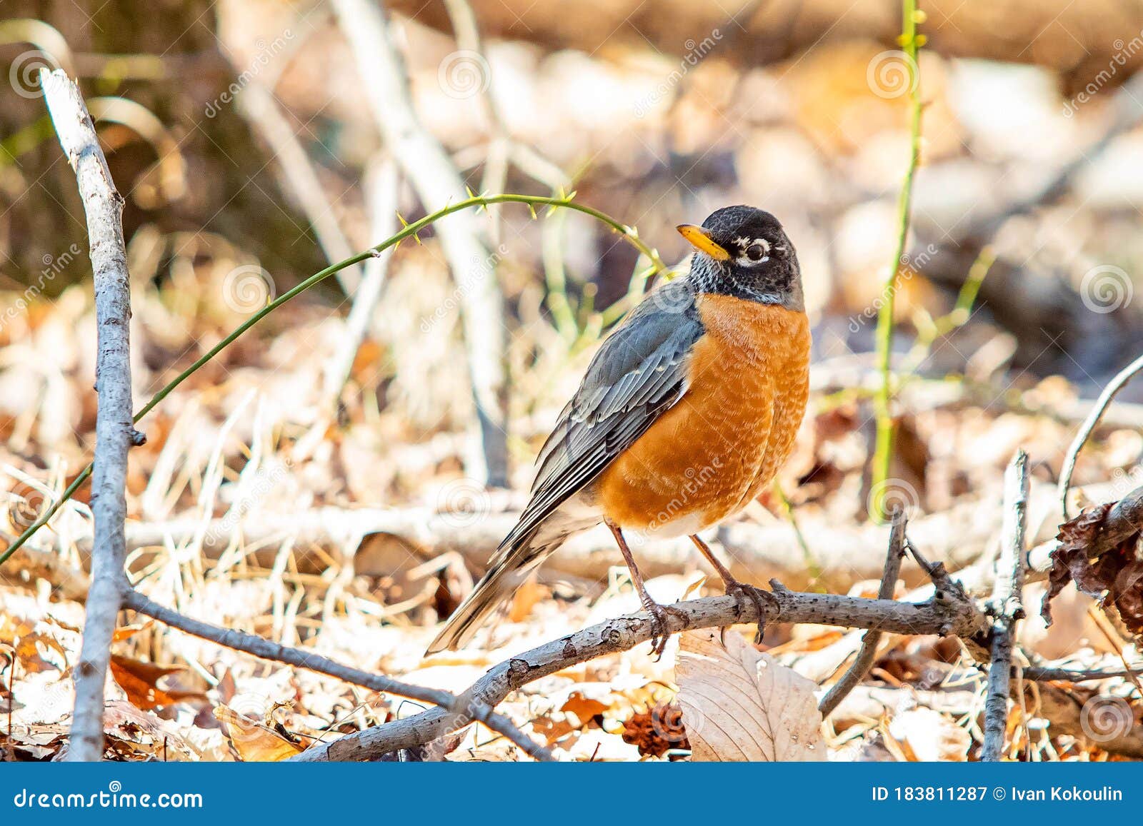 Cute Robin Bird Close Up Portrait in Spring Stock Image - Image of ...
