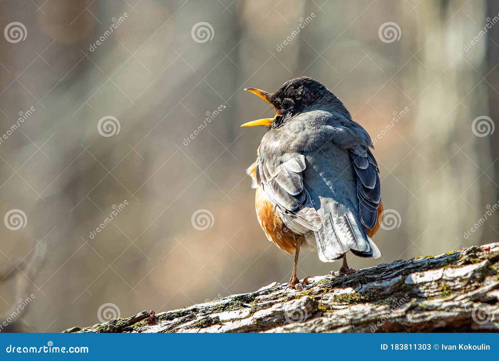 Cute Robin Bird Close Up Portrait in Spring Stock Image - Image of ...
