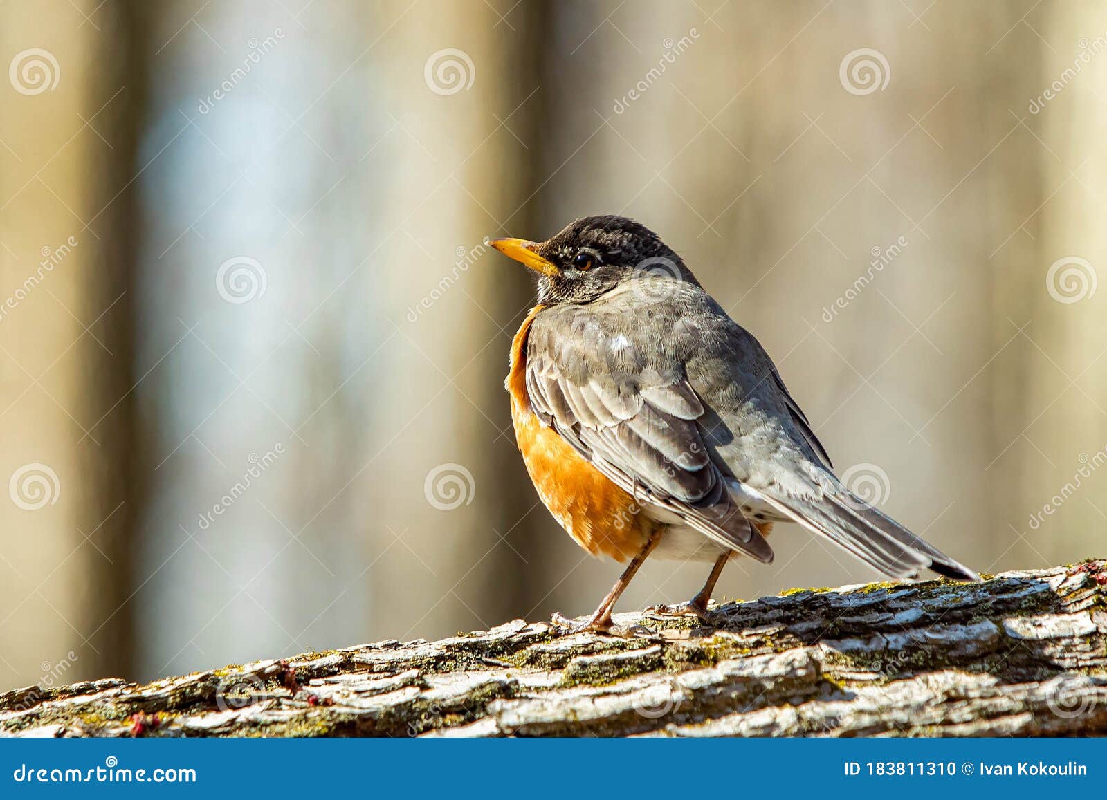 Cute Robin Bird Close Up Portrait in Spring Stock Photo - Image of tree ...