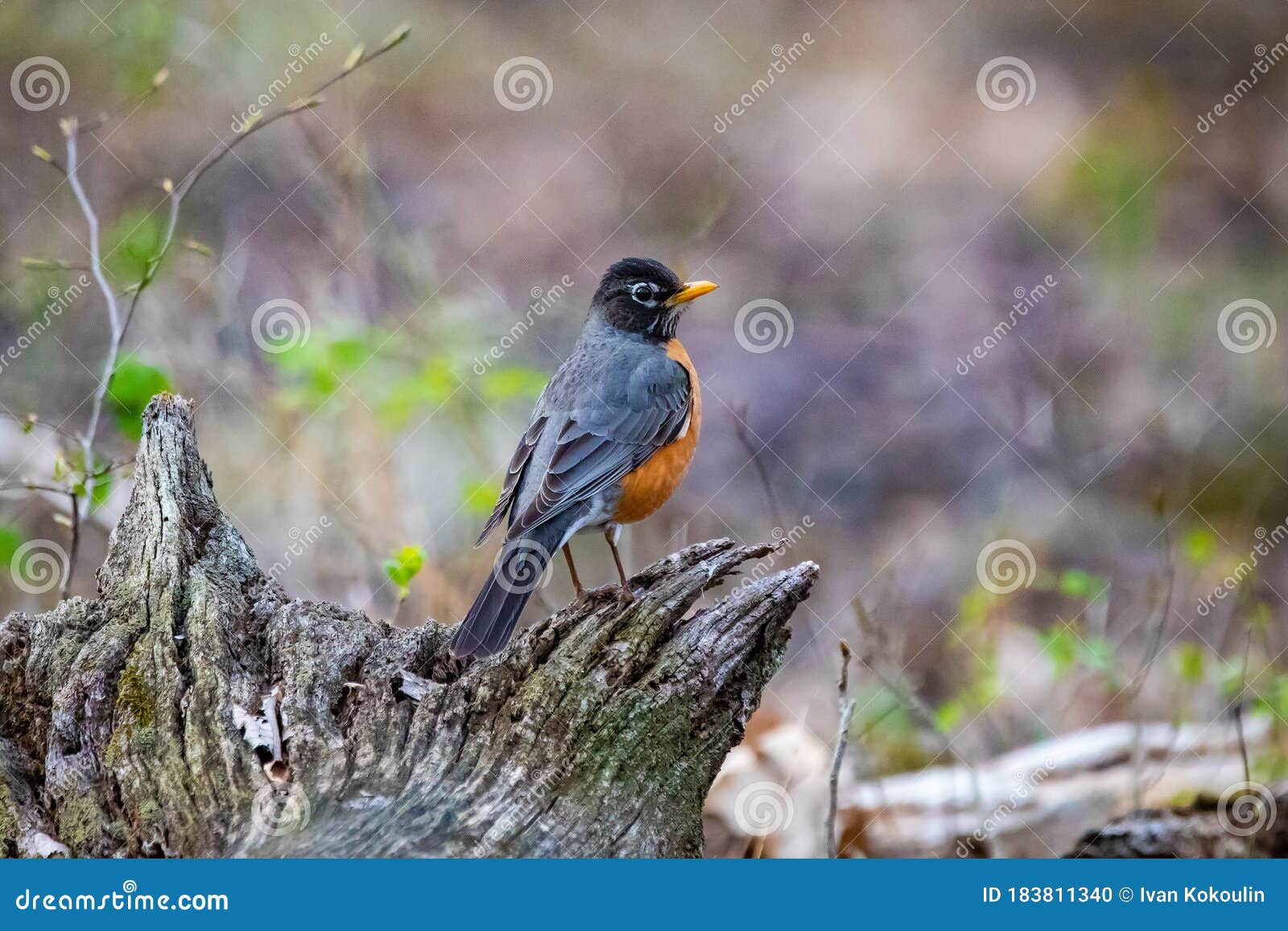 Cute Robin Bird Close Up Portrait in Spring Stock Photo - Image of ...