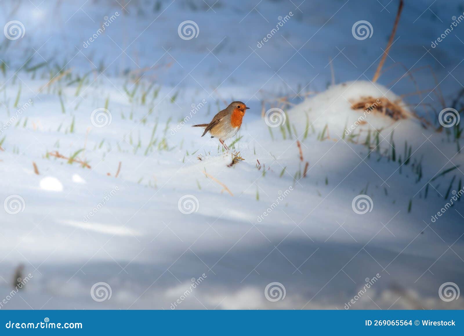 Cute robin bird in snow stock photo. Image of bird, fauna - 269065564