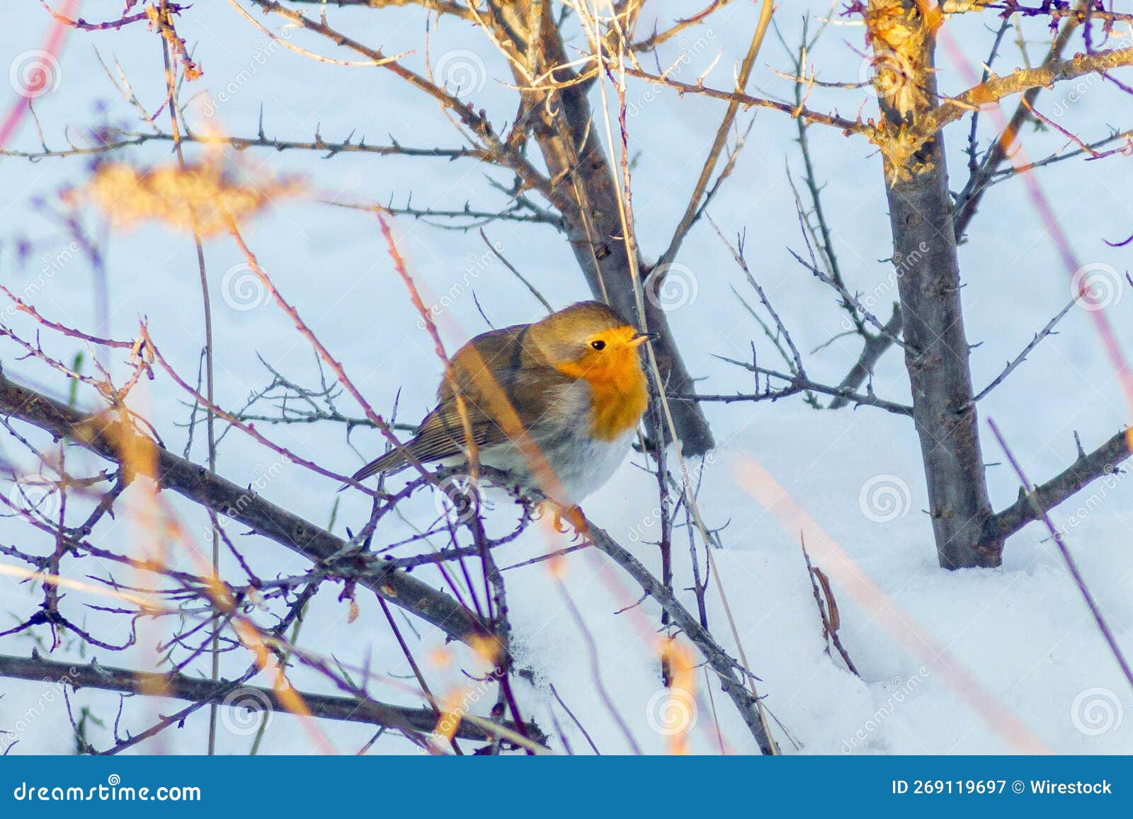 Cute robin bird in snow stock image. Image of avian - 269119697