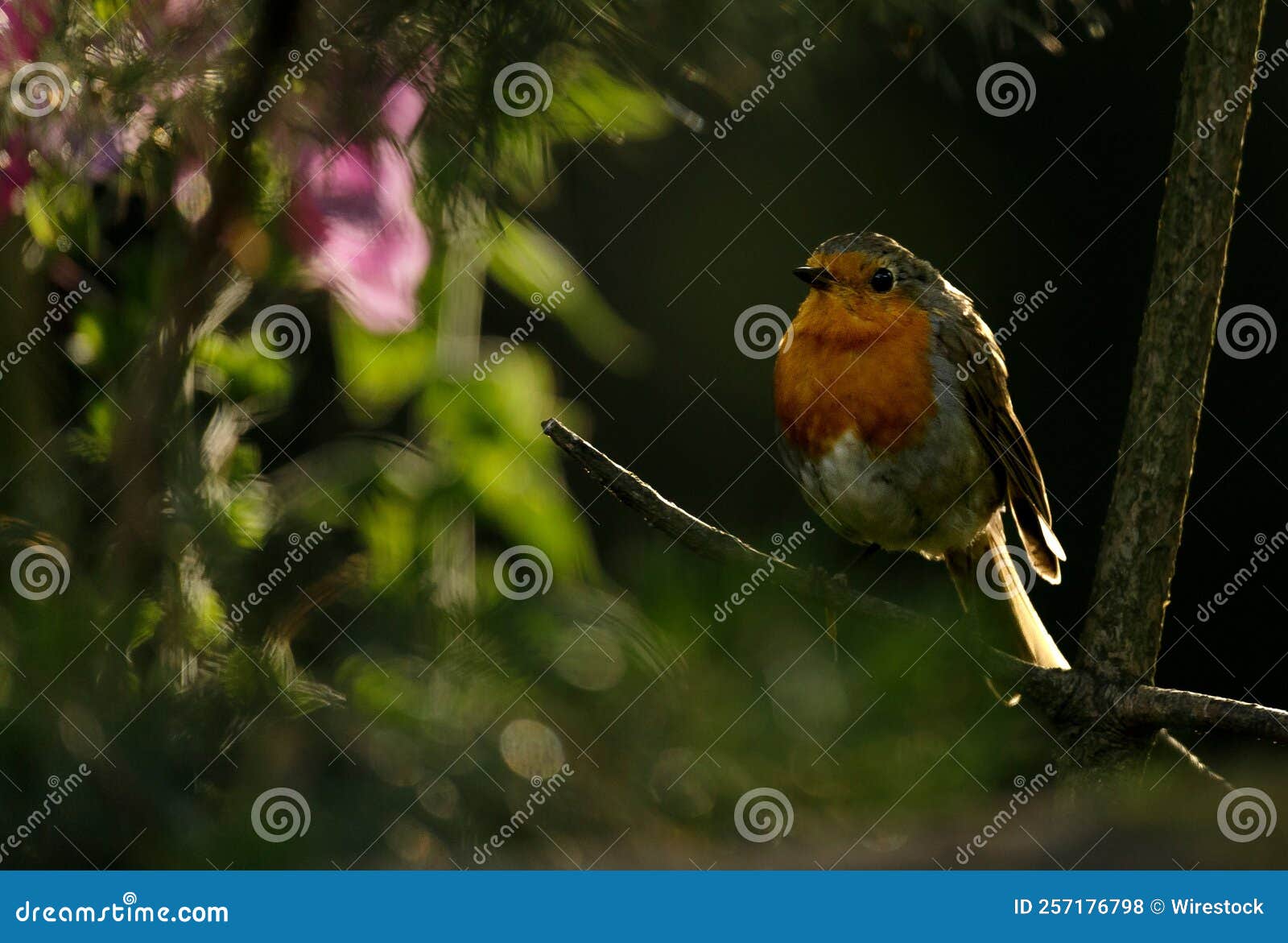 Cute Robin Bird Standing on a Small Branch with Blurred Flowers on the ...