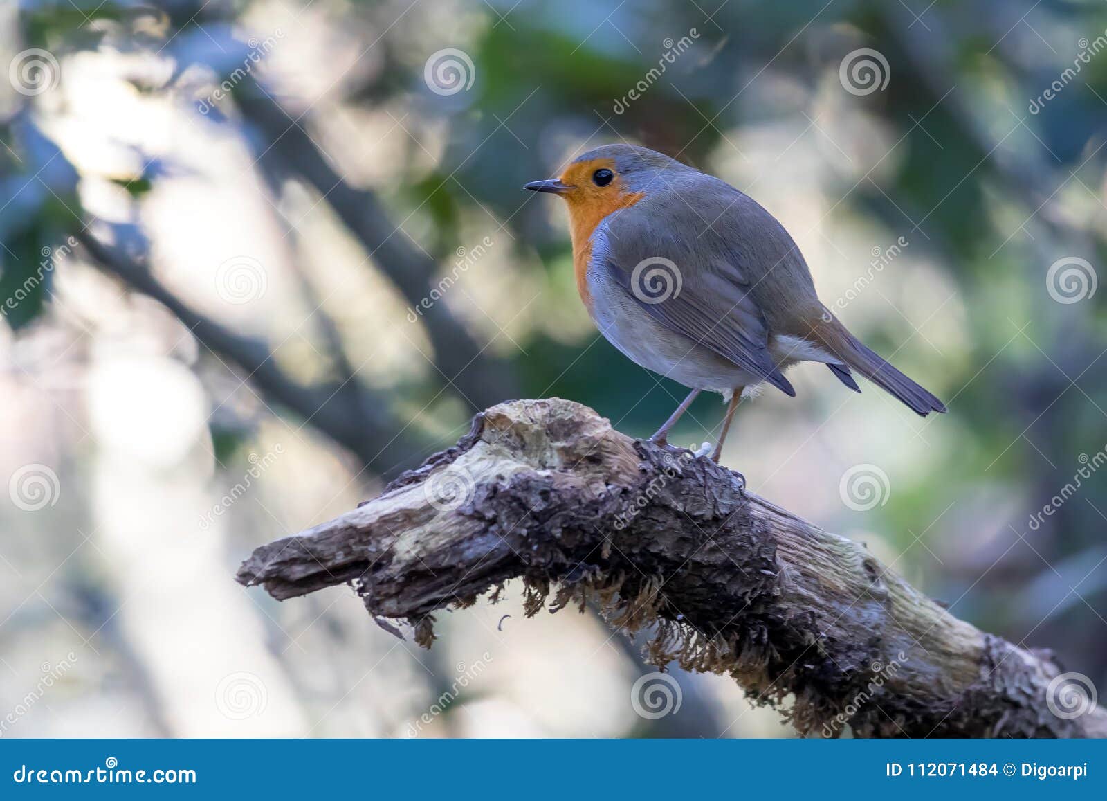 Cute Robin Bird on the Tree Branch Stock Photo - Image of feather ...