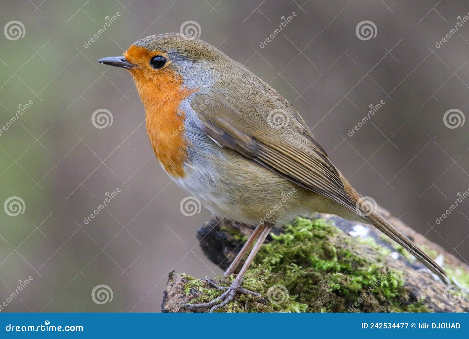 Cute robin in the forest stock image. Image of beautiful - 242534477