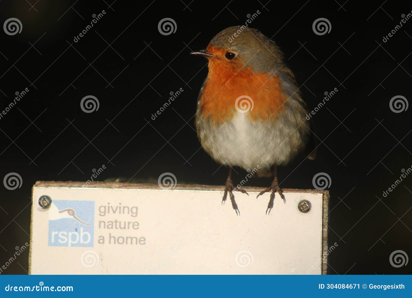 Cute Robin on Notice at Nature Reserve Editorial Photo - Image of ...