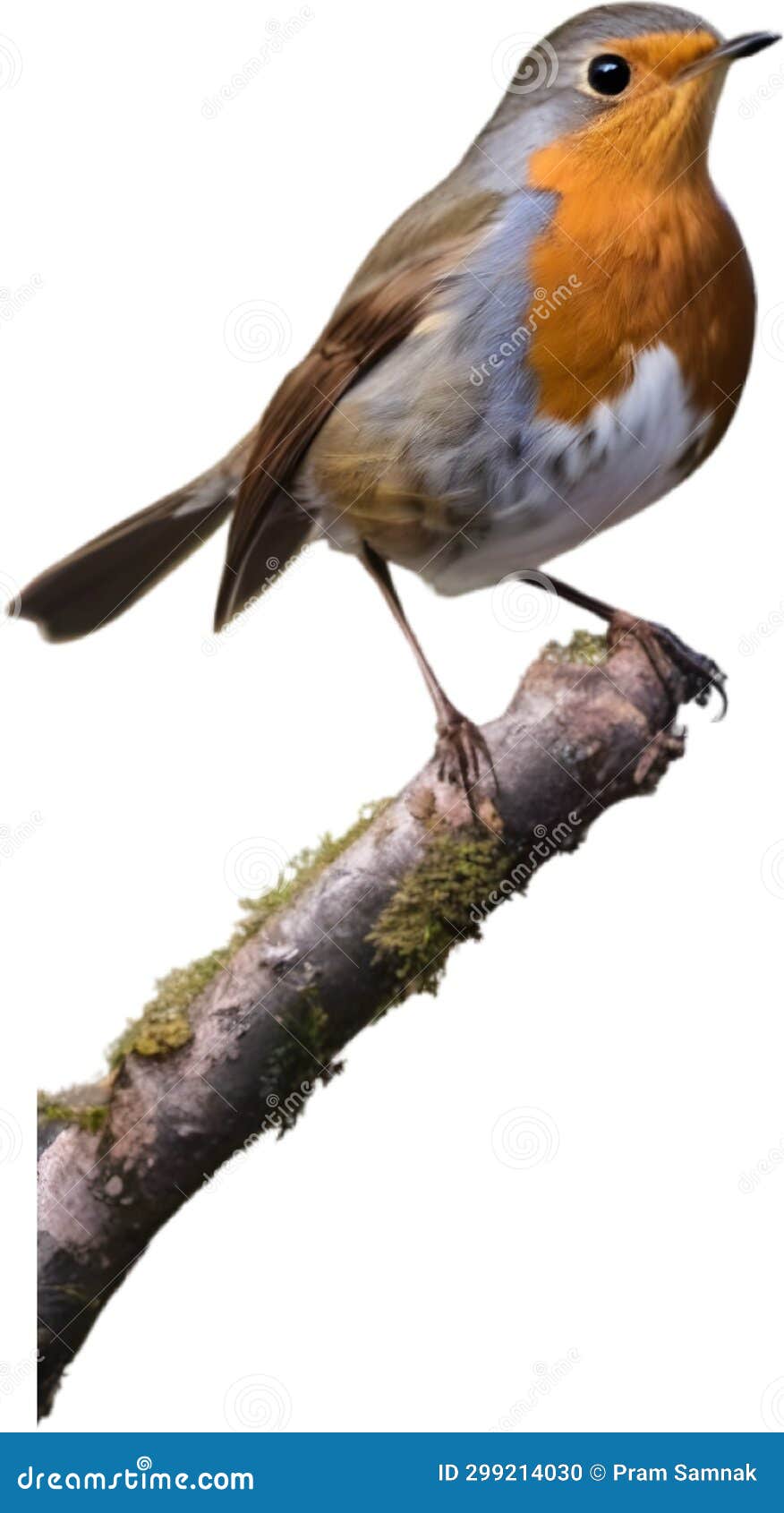 Cute Robin Perched on a Branch. Ai-Generated. Stock Photo ...