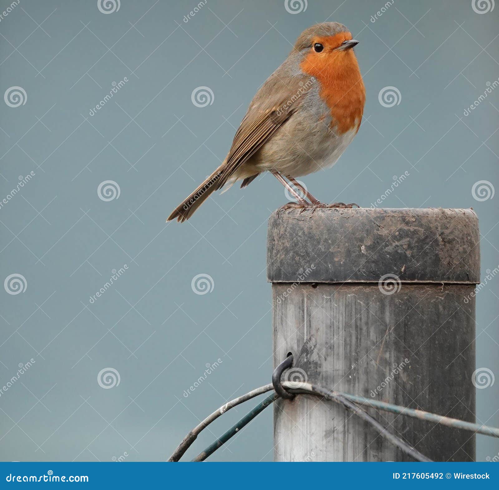 Cute Robin Redbreast Bird Standing on a Wooden Post Stock Photo - Image ...