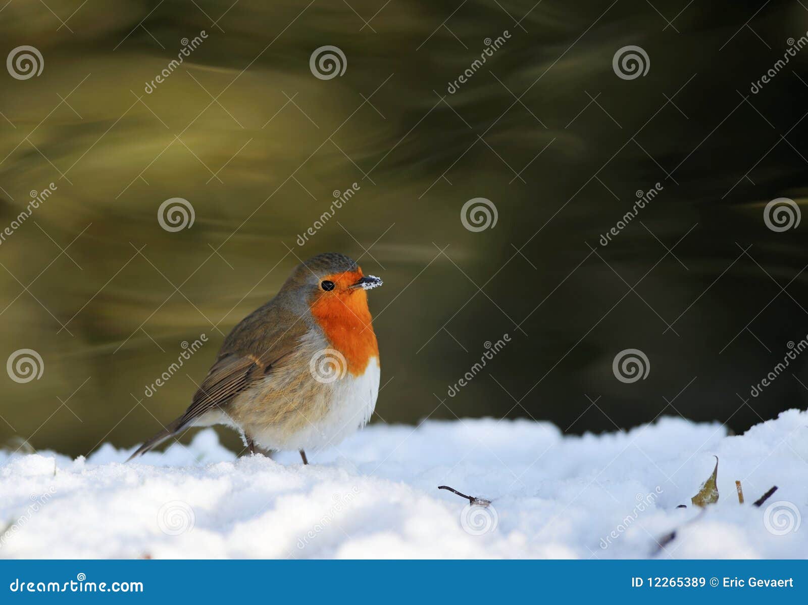 Cute Robin on Snow in Winter Stock Image - Image of breast, netherlands ...