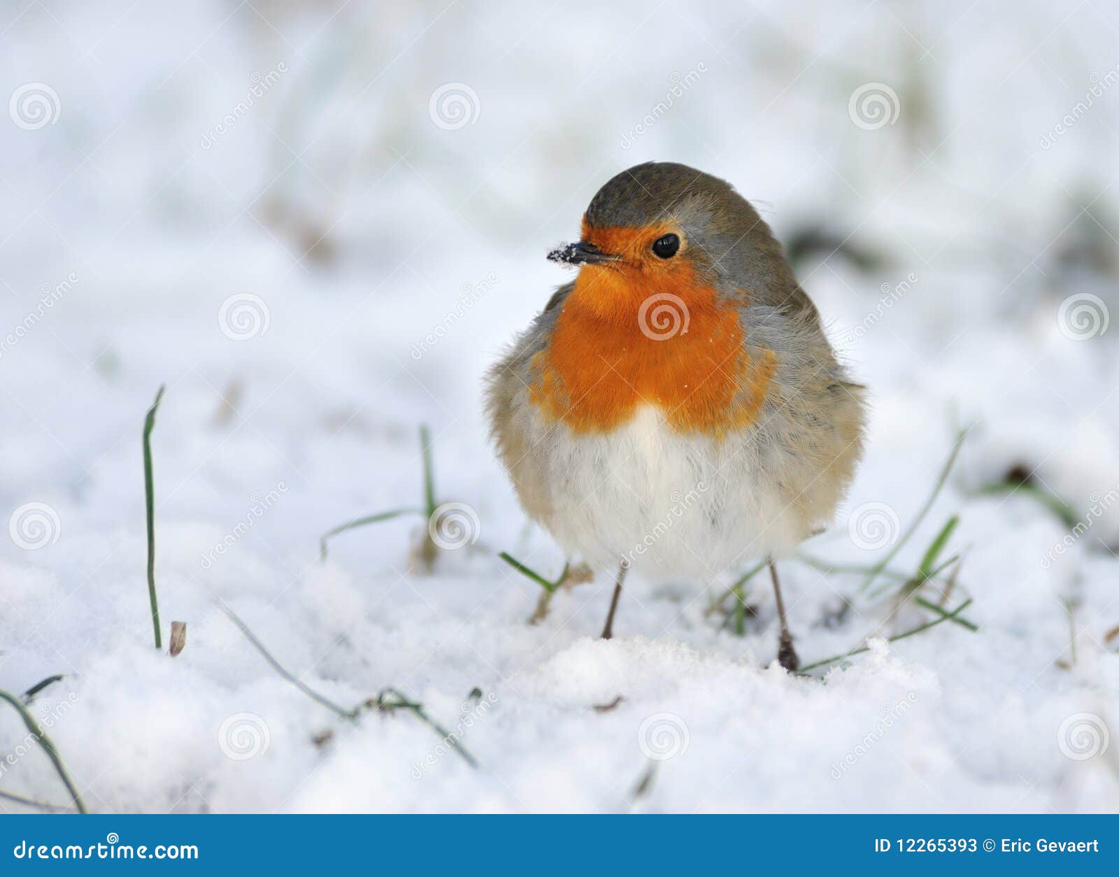 Cute Robin on Snow in Winter Stock Image - Image of cold, little: 12265393