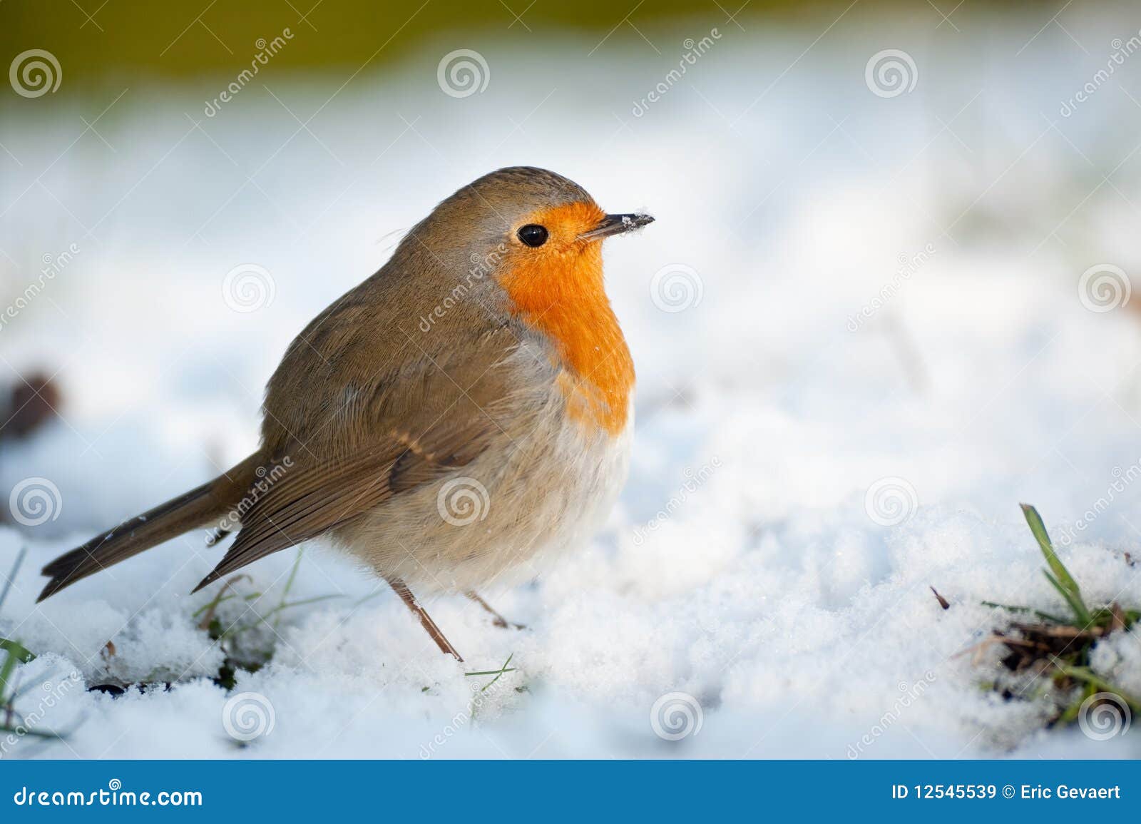 Cute Robin on Snow in Winter Stock Image - Image of animal, little ...