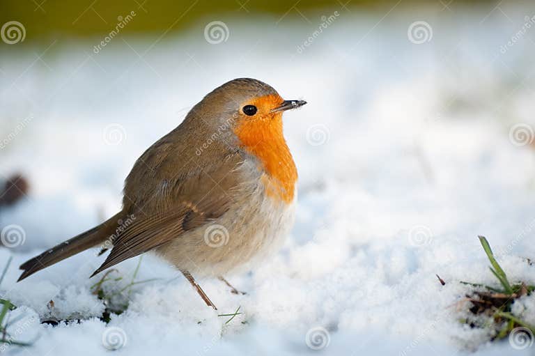Cute Robin on Snow in Winter Stock Image - Image of animal, little ...