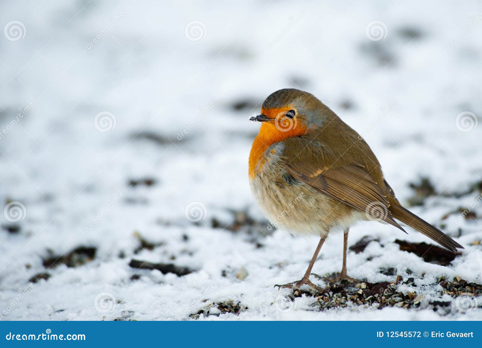 Cute Robin on Snow in Winter Stock Photo - Image of colorful, erithacus ...
