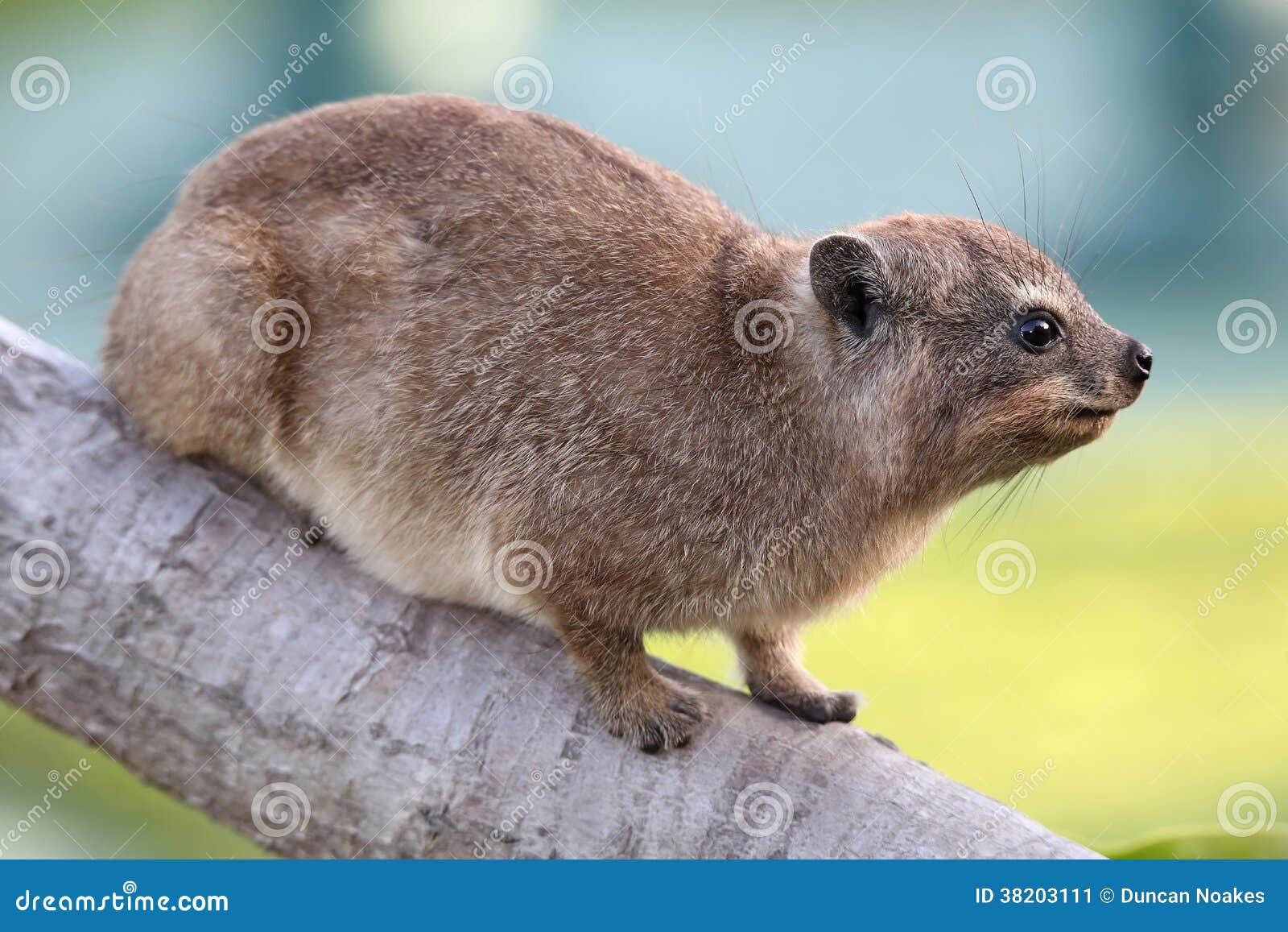 Cute Rock Hyrax Animal stock image. Image of safari, head - 38203111