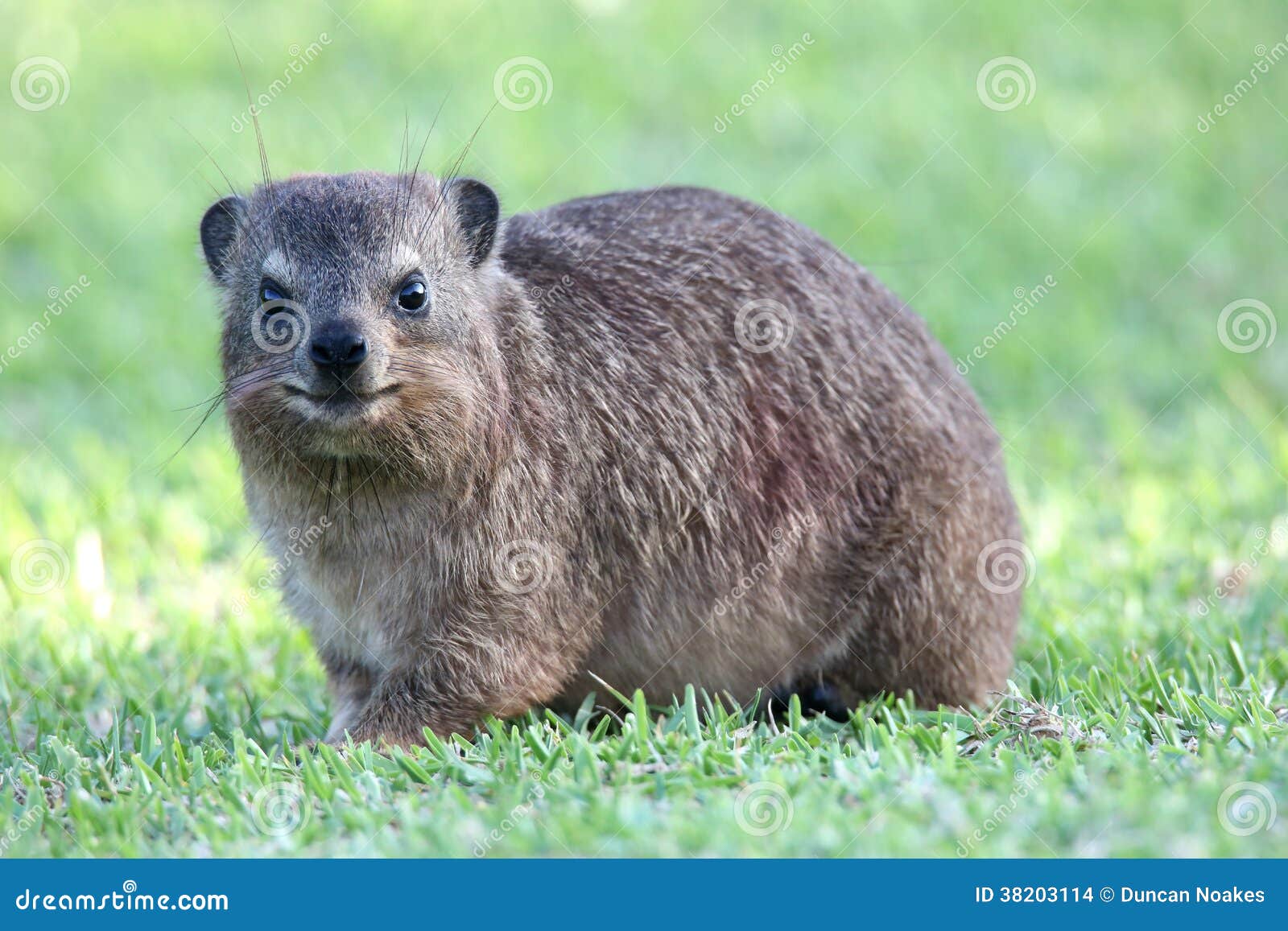 Cute Rock Hyrax Animal stock photo. Image of green, grass - 38203114