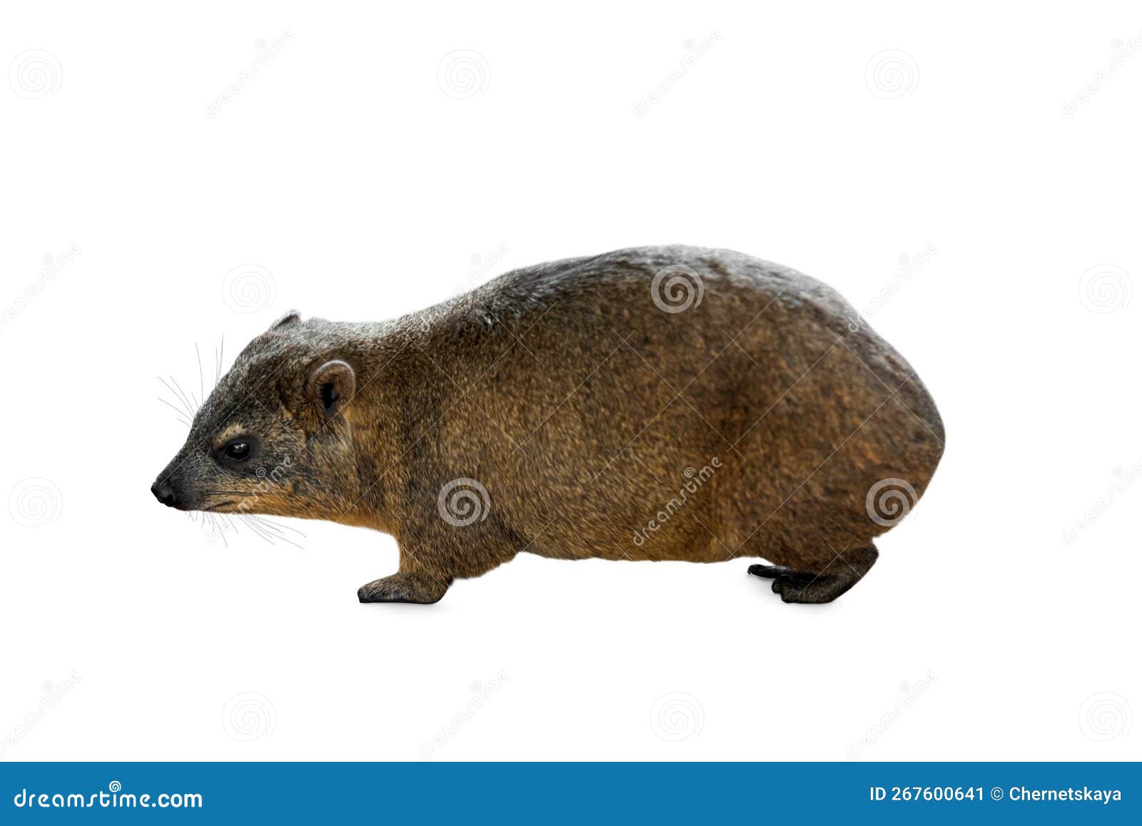 Cute Rock Hyrax on White Background. Wild Animal Stock Image - Image of ...