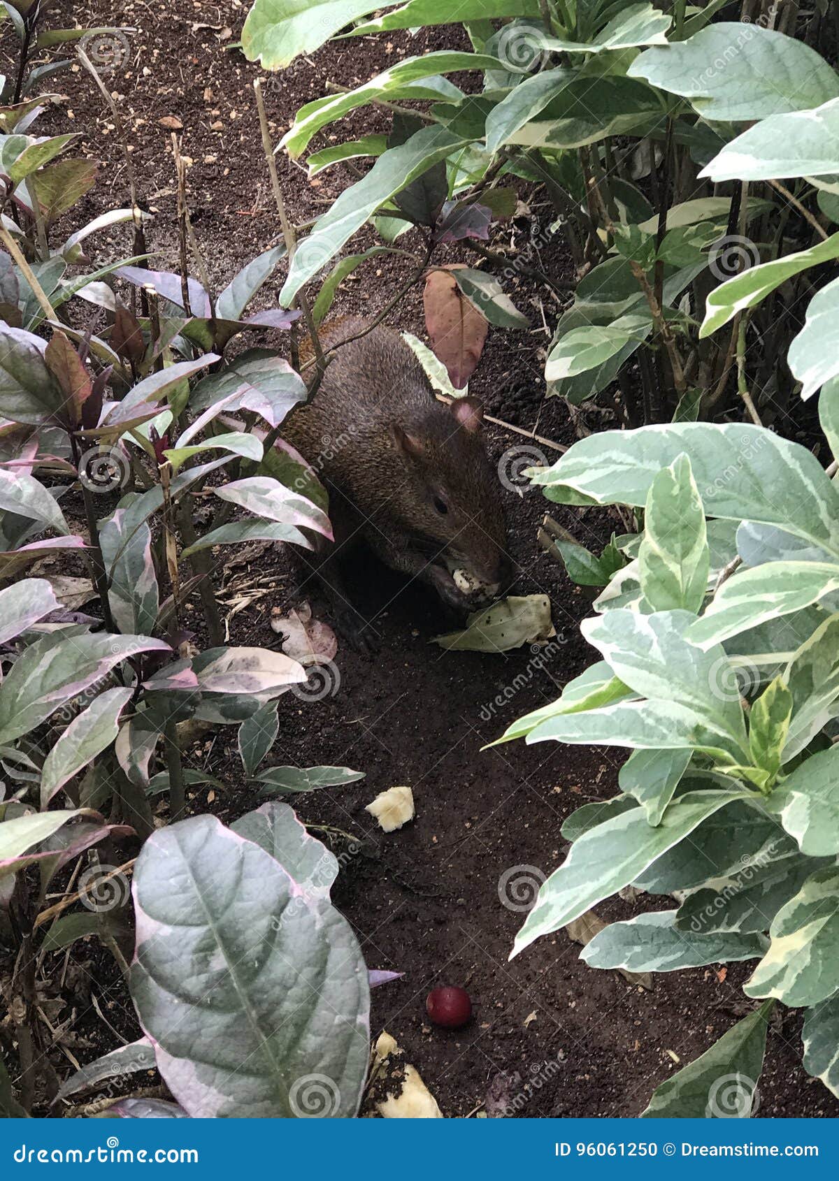 Cute Rodent stock photo. Image of cute, mexico, rodent - 96061250