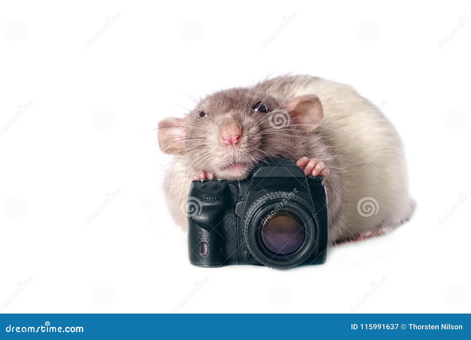 Cute Rodent with a Toy Camera Stock Image - Image of pets, colored ...