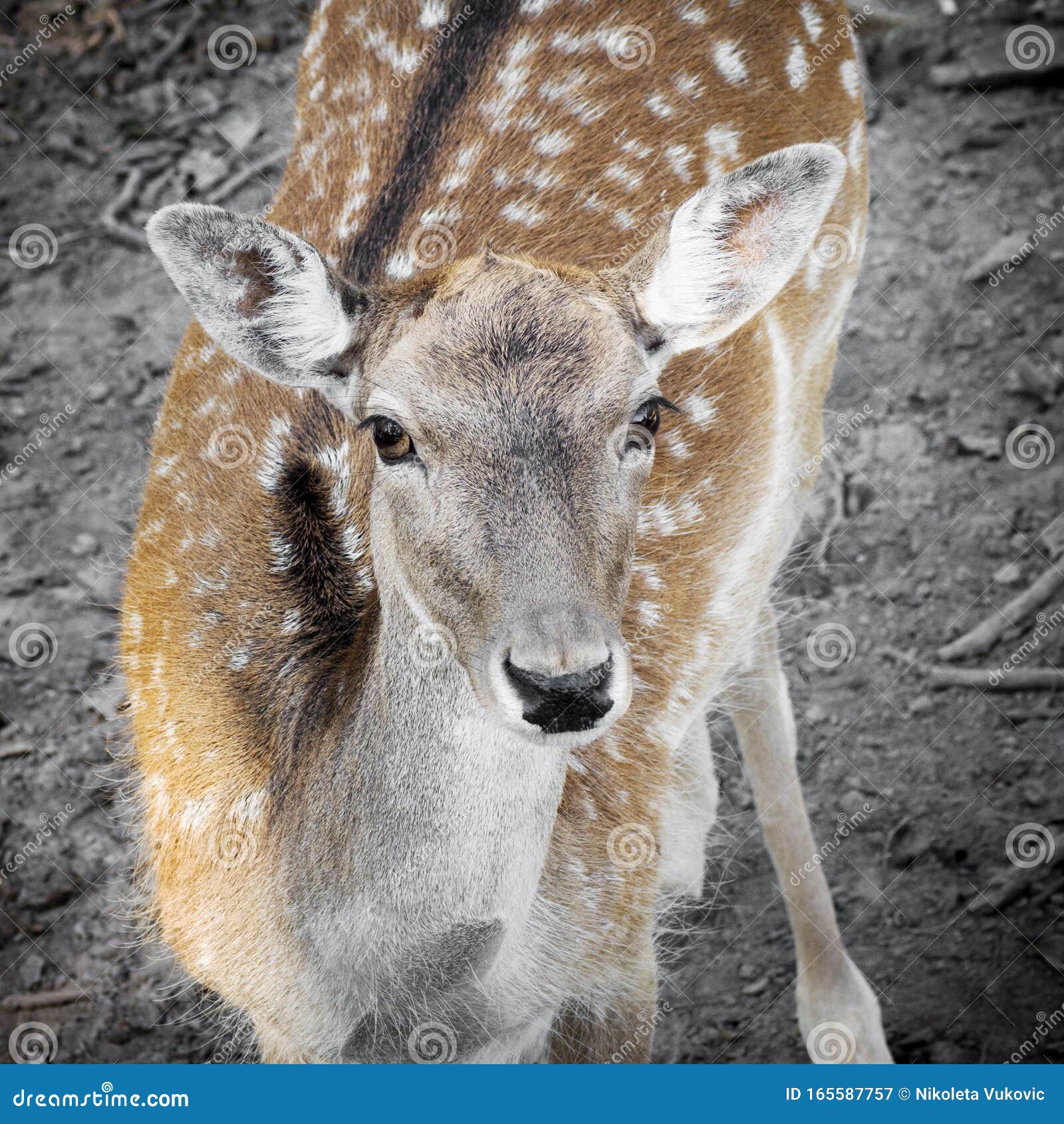 Cute roe deer stock image. Image of head, adorable, curious - 165587757