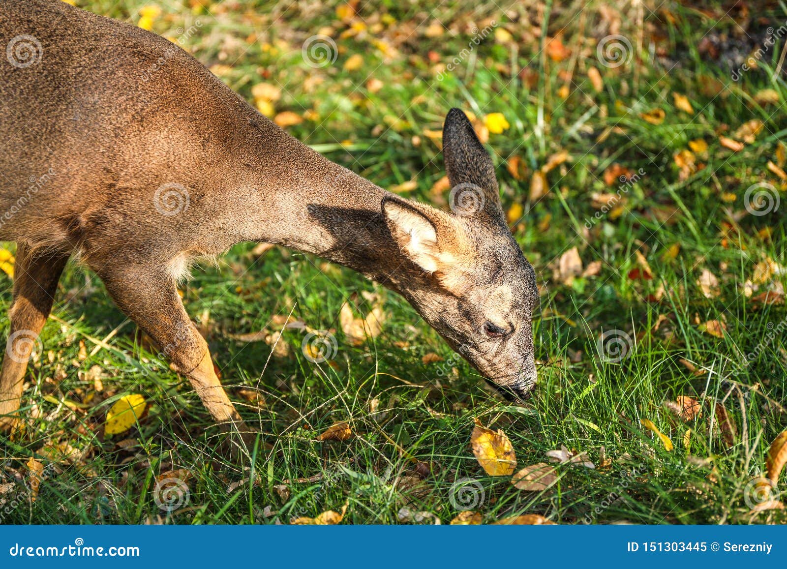 Cute Roe Deer in Autumn Park Stock Image - Image of fall, onehoofed ...