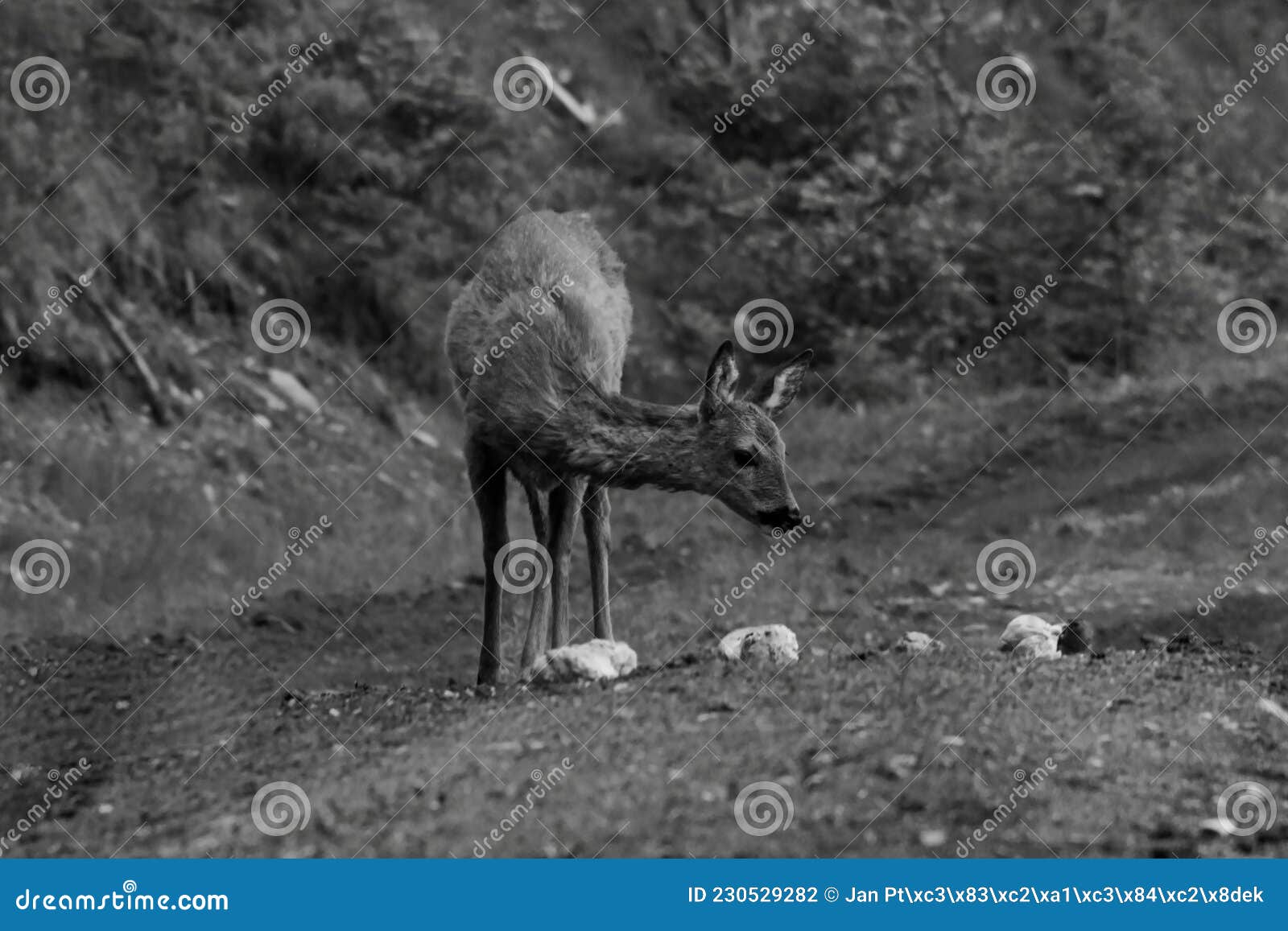 Cute roe deer eats bread. stock photo. Image of horn - 230529282