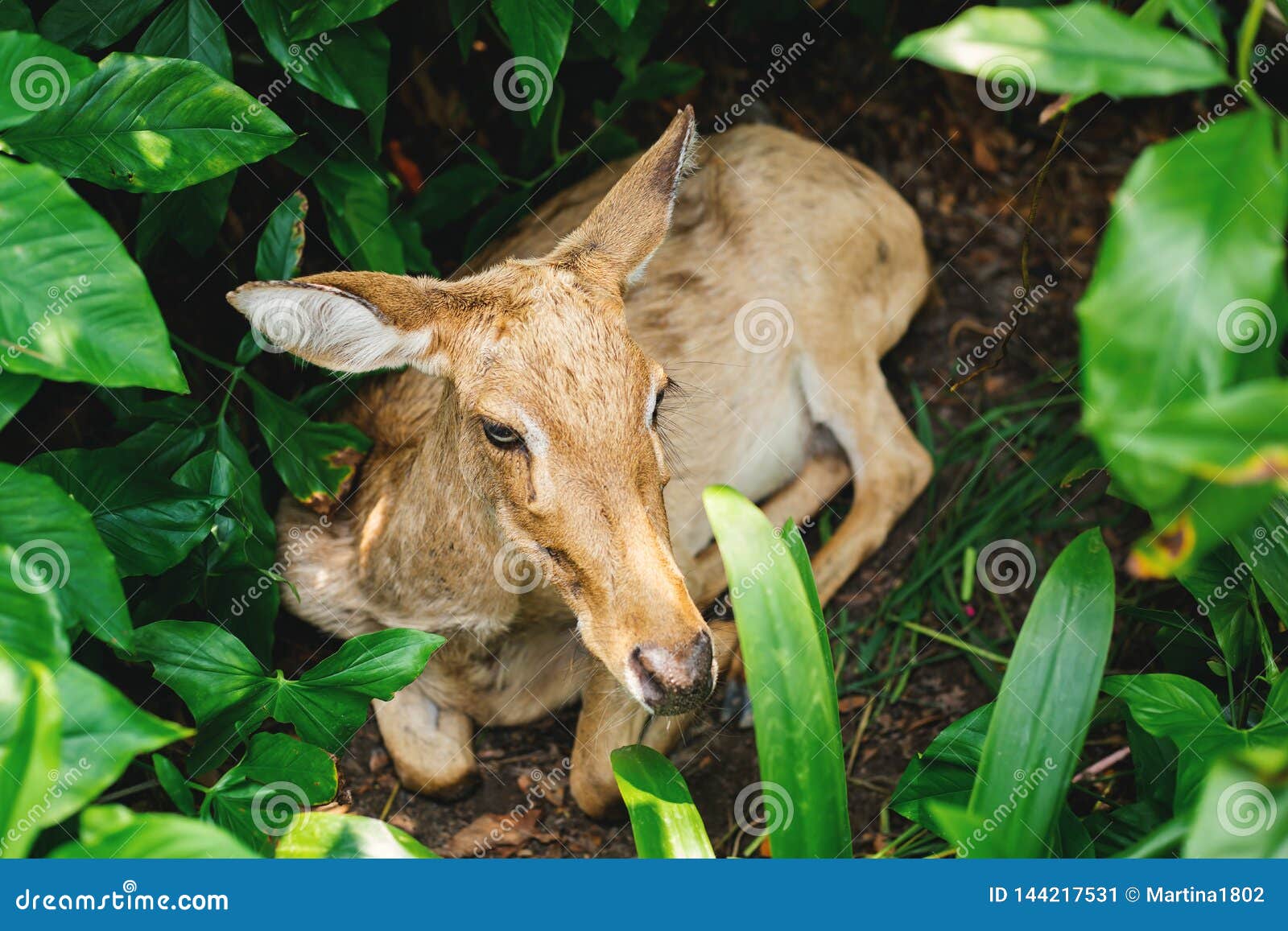 Cute roe deer stock image. Image of velvet, wildlife - 144217531
