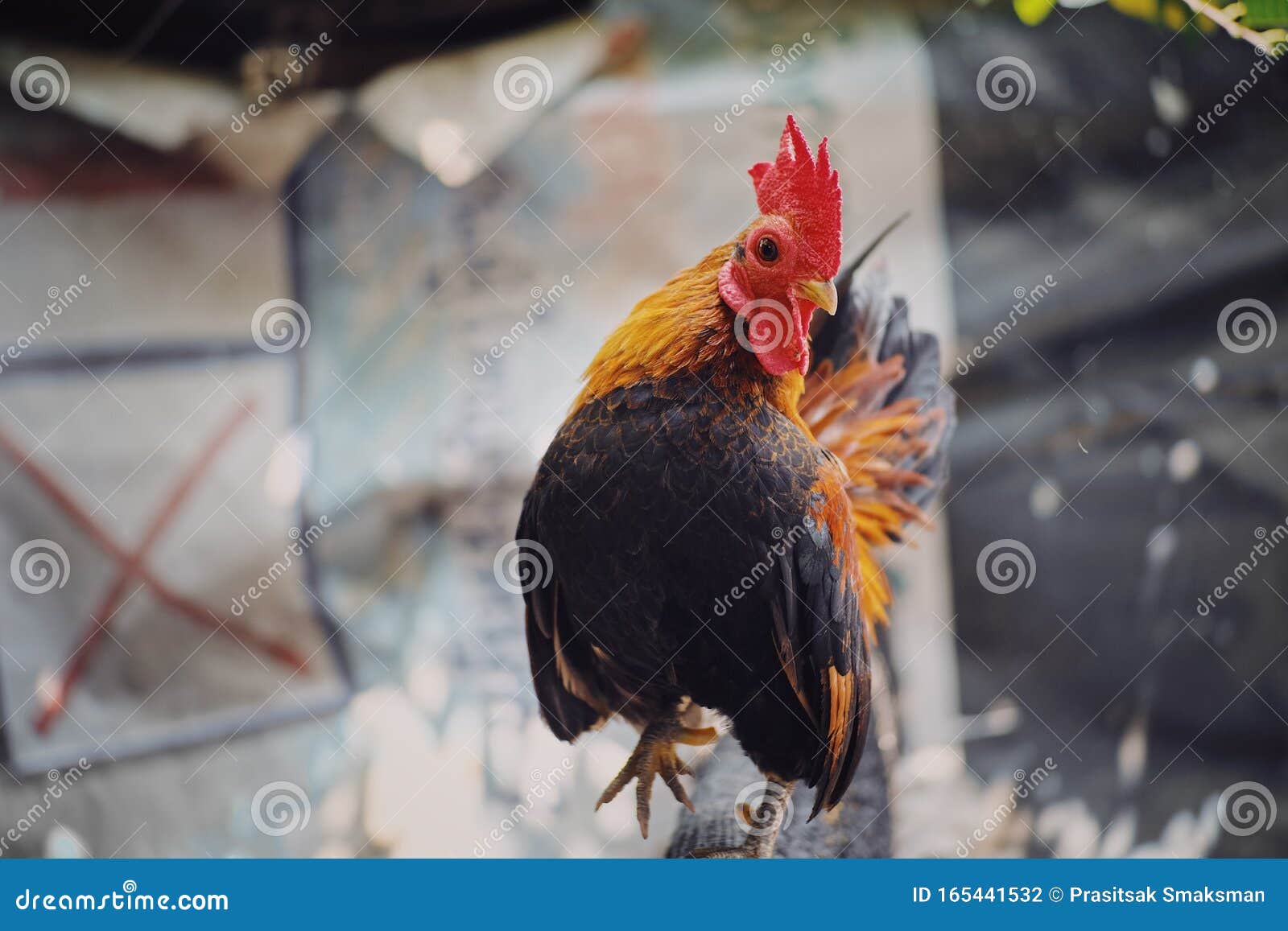Cute rooster stock photo. Image of colorful, dwarf, farm - 165441532