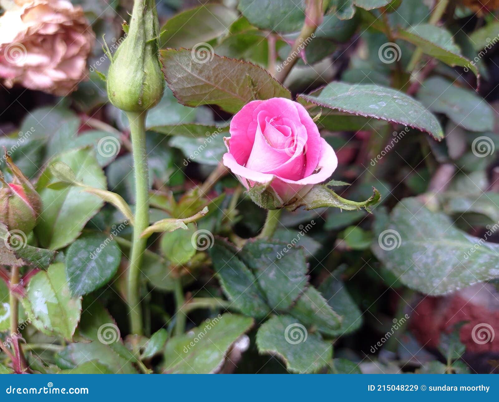 Cute rose and rose buds stock image. Image of plant - 215048229