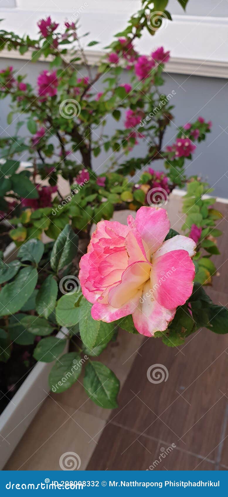 Cute Rose Heart Flower With One Petal Against White Personification ...