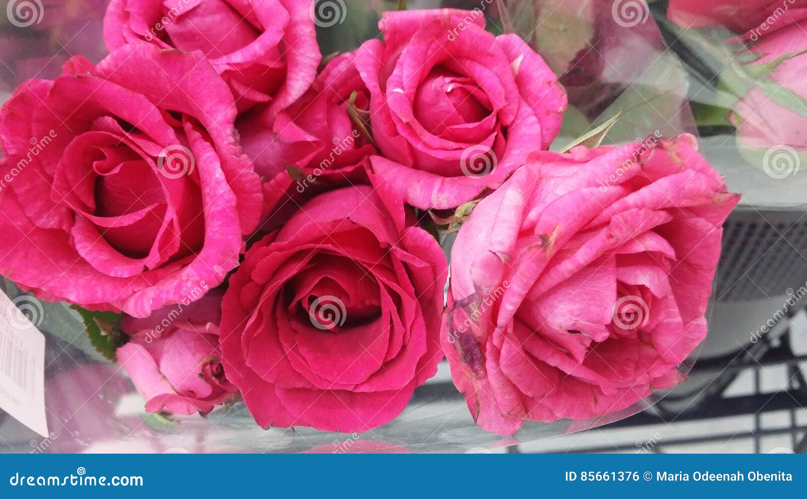 Cute roses stock photo. Image of fresh, cute, lovely - 85661376