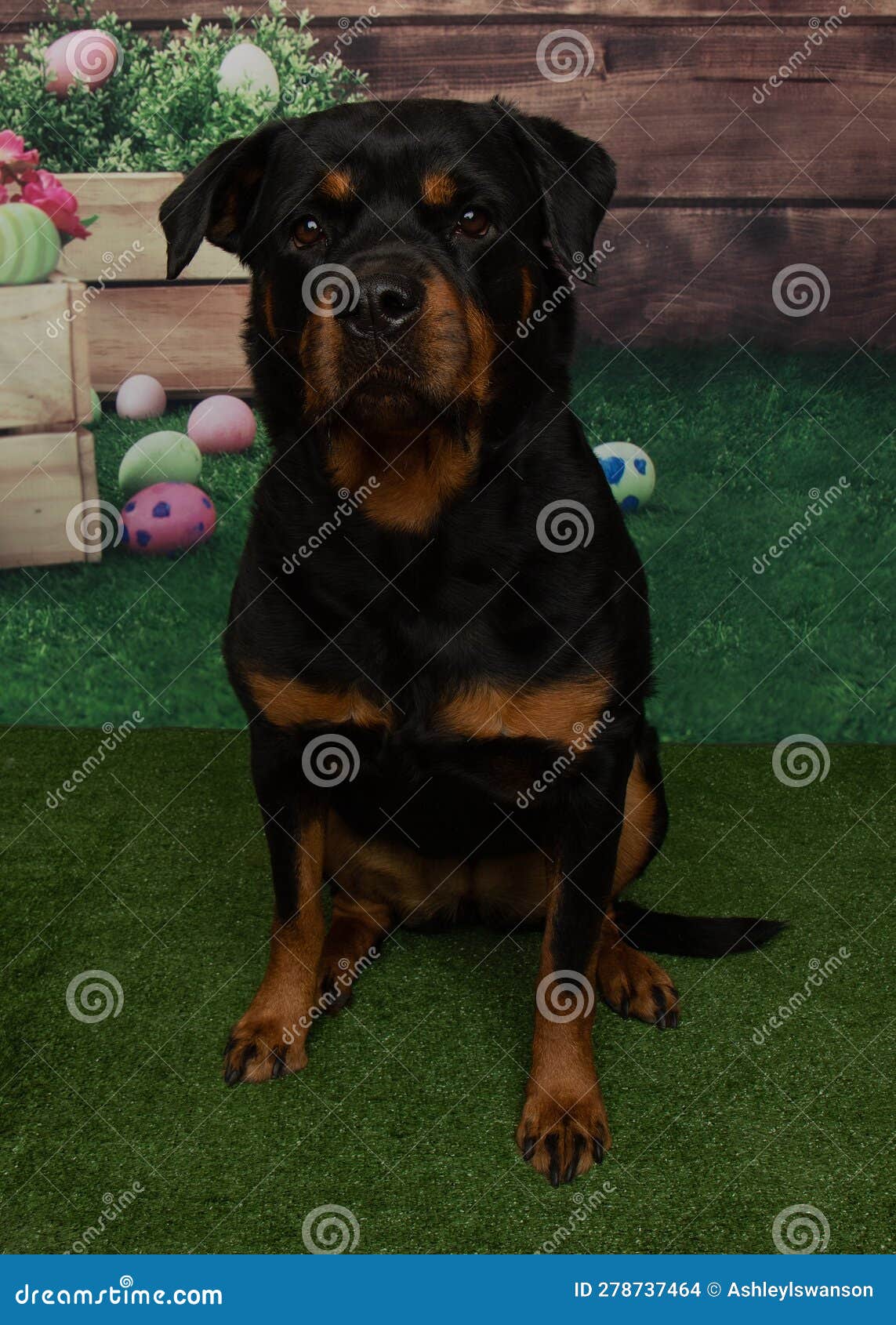 Rottweiler Dog Easter Eggs Green Grass Spring Portrait Stock Photo ...