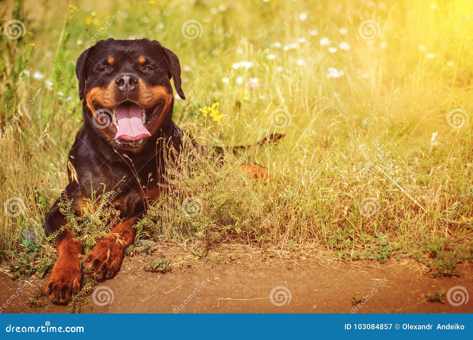 Cute rottweiler dog stock image. Image of rottweiler - 103084857