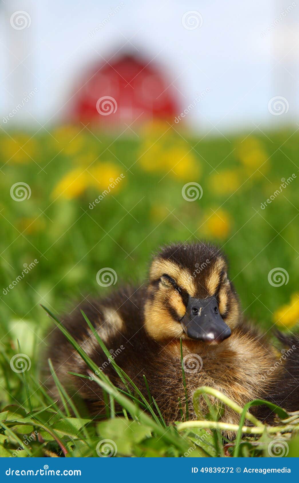 Cute Rouen Duckling Sleeping Stock Photo - Image of poultry, grass ...
