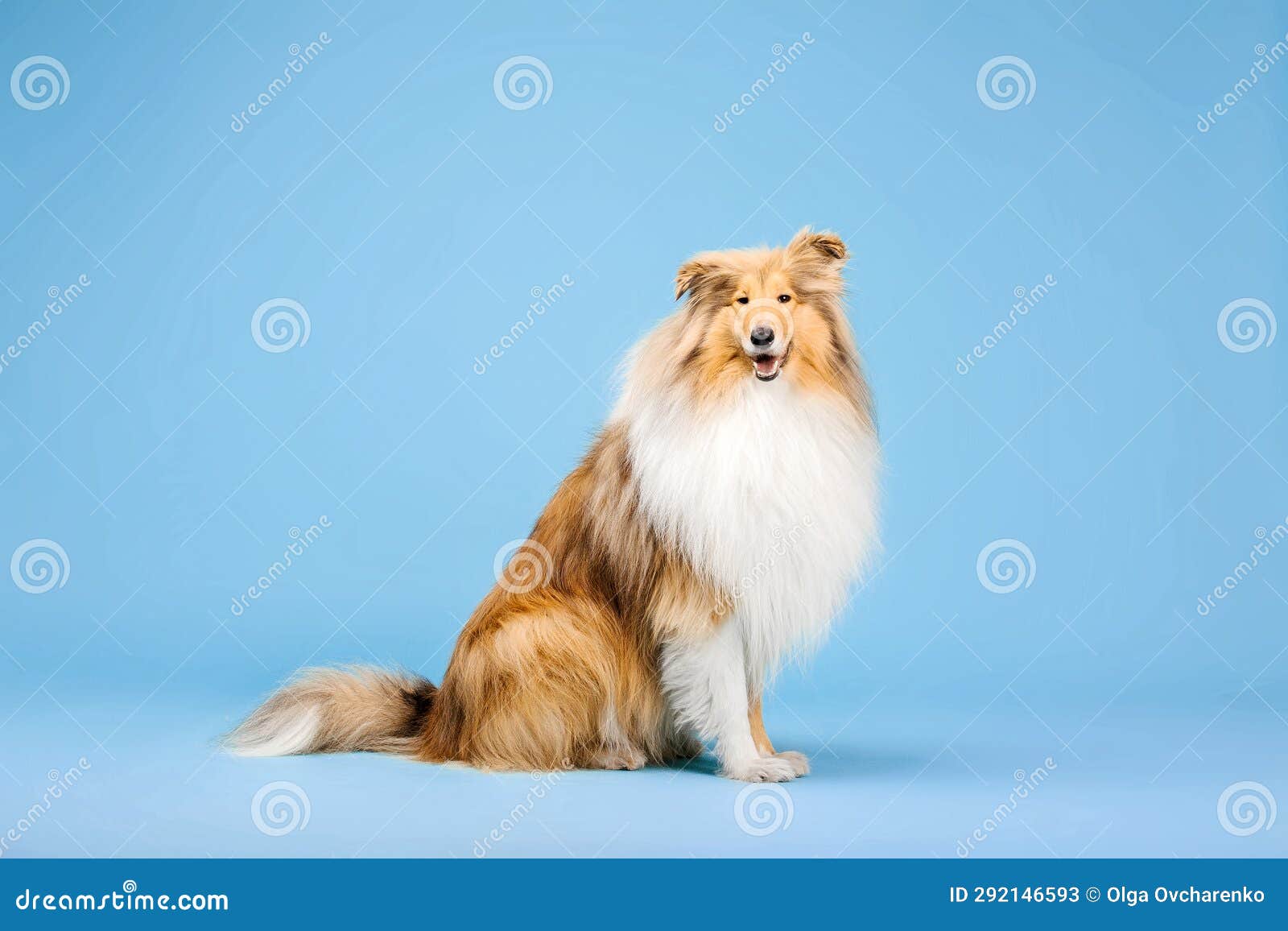 Cute Rough Collie Dog on Blue Background Stock Image - Image of pose ...