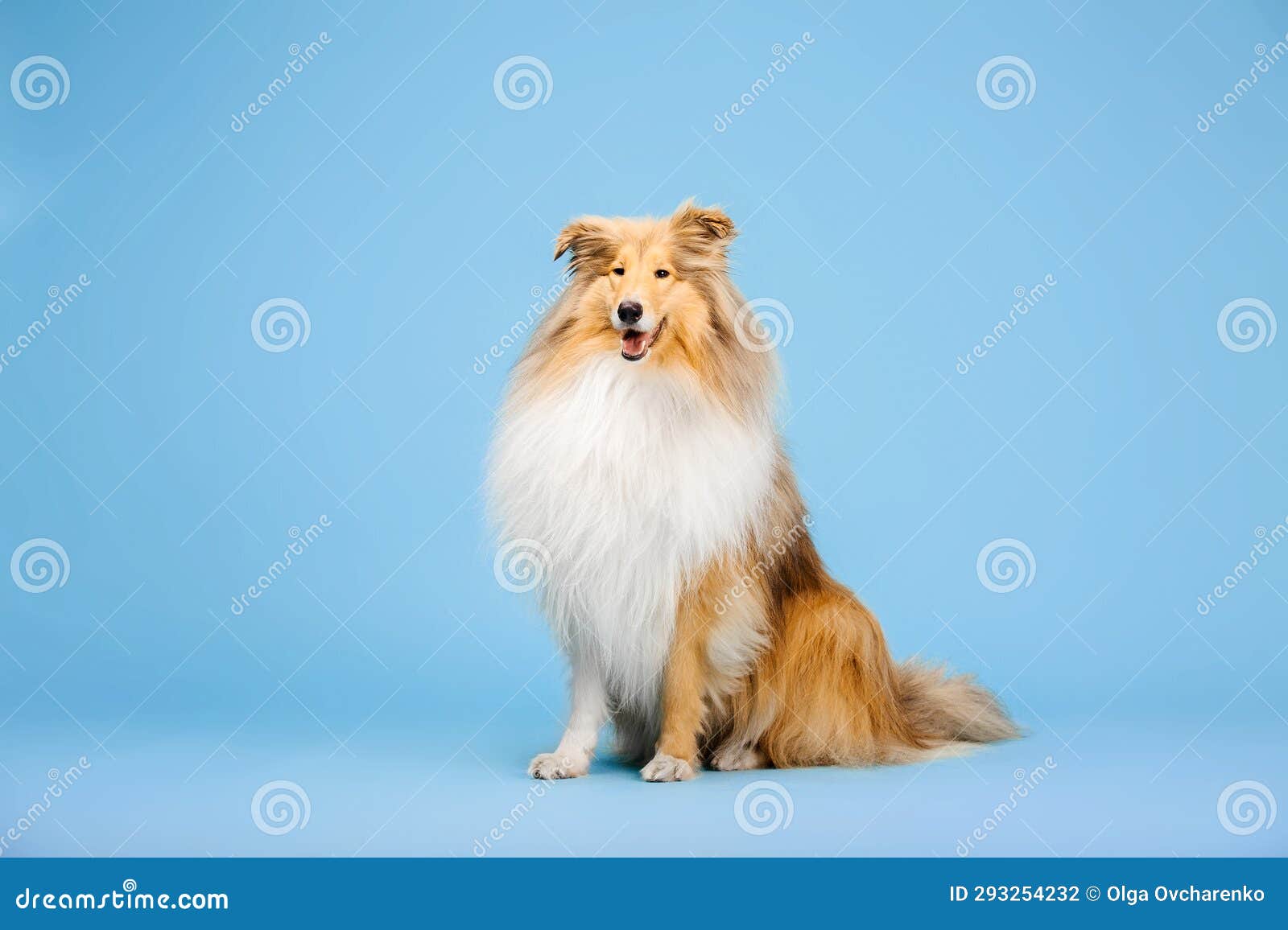 Cute Rough Collie Dog on Blue Background Stock Photo - Image of ...