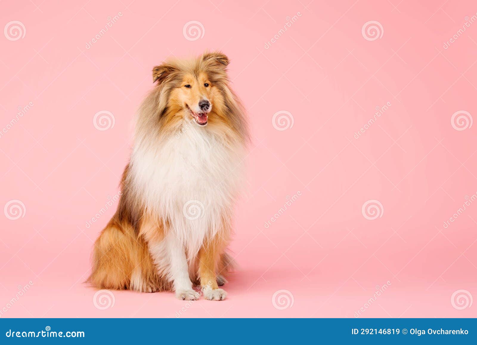 Cute Rough Collie Dog on Pink Background Stock Image - Image of ...