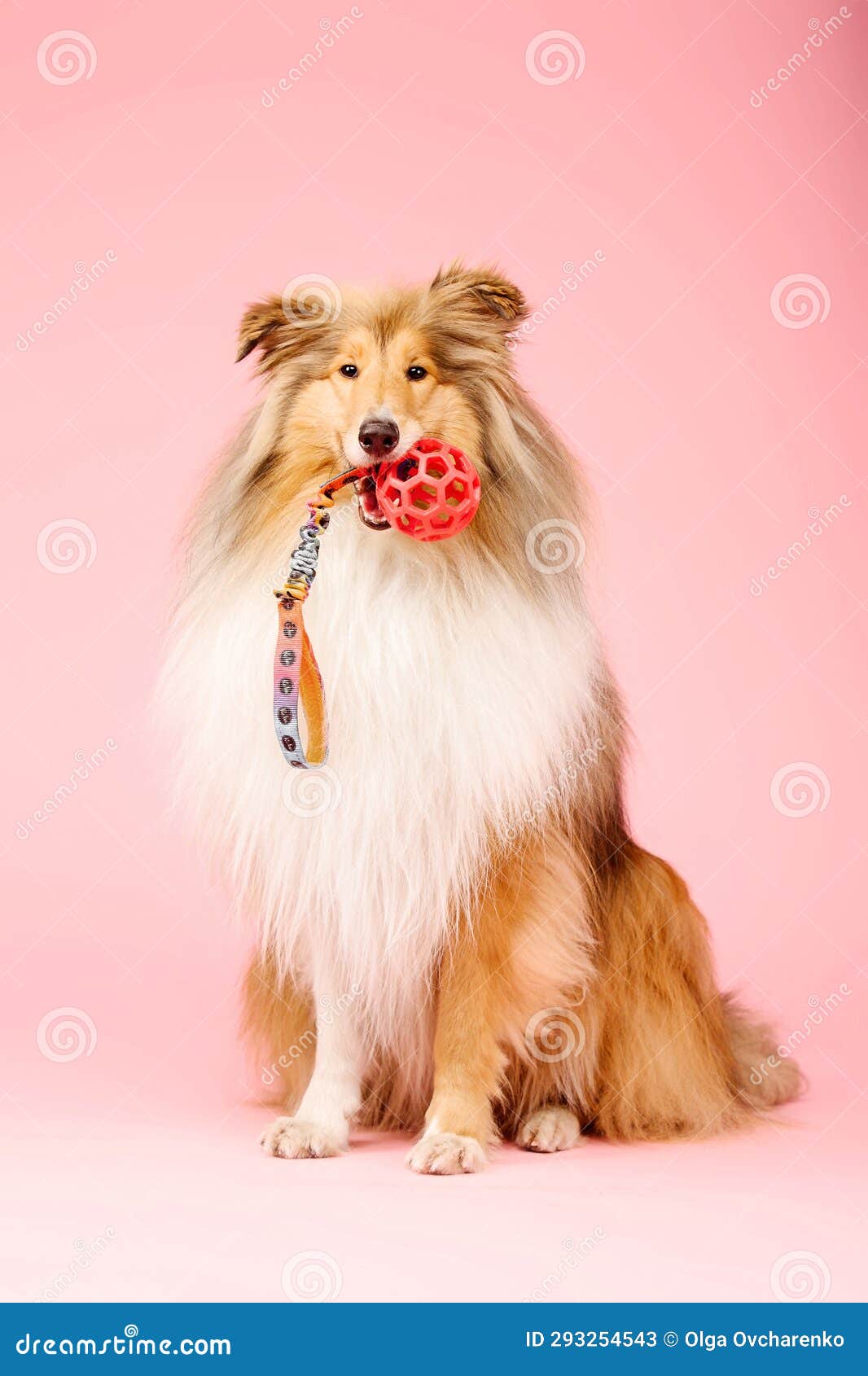 Cute Rough Collie Dog on Pink Background Stock Image - Image of ...