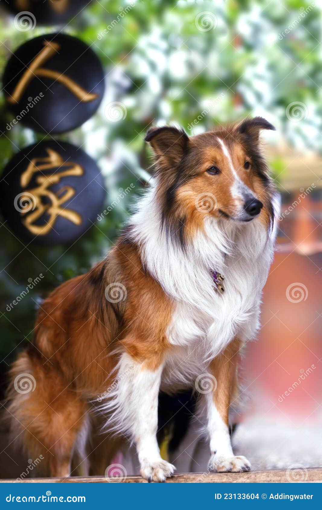 Cute Rough Collie Standing at the Yard Door Stock Photo - Image of ...