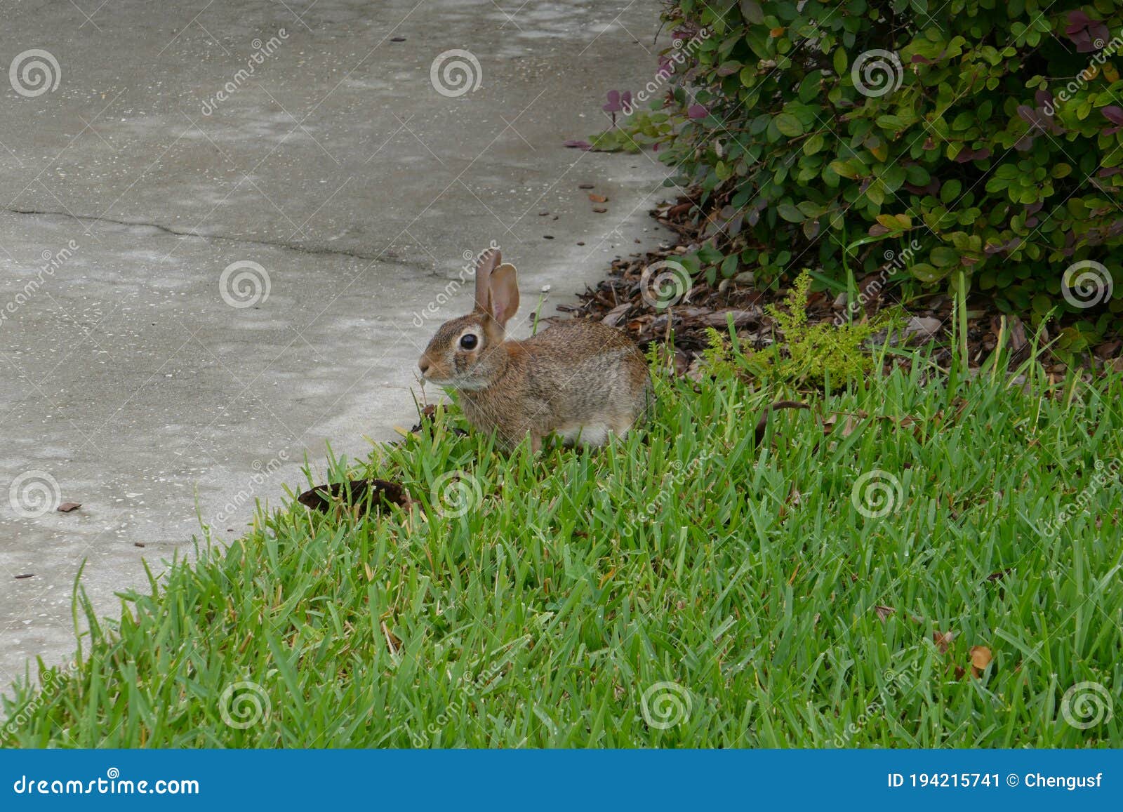 Cute round ear rabbit stock image. Image of beautiful - 194215741
