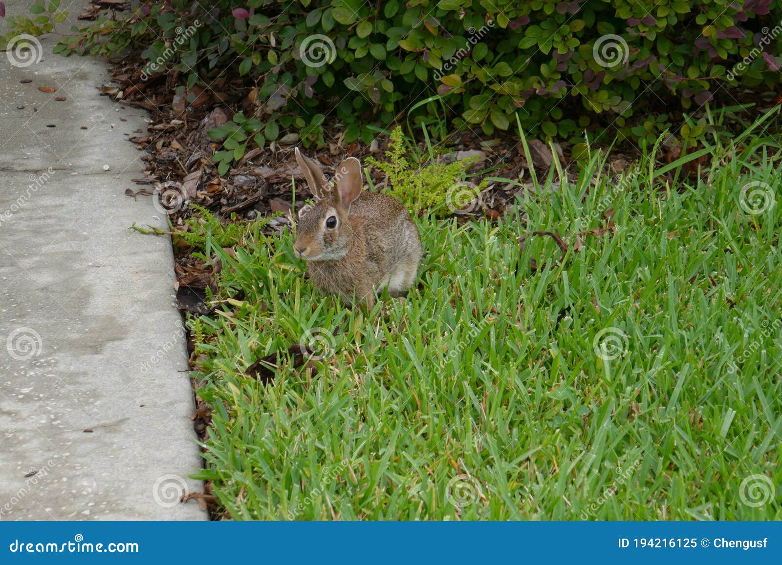 Cute round ear rabbit stock image. Image of bunny, countryside - 194216125