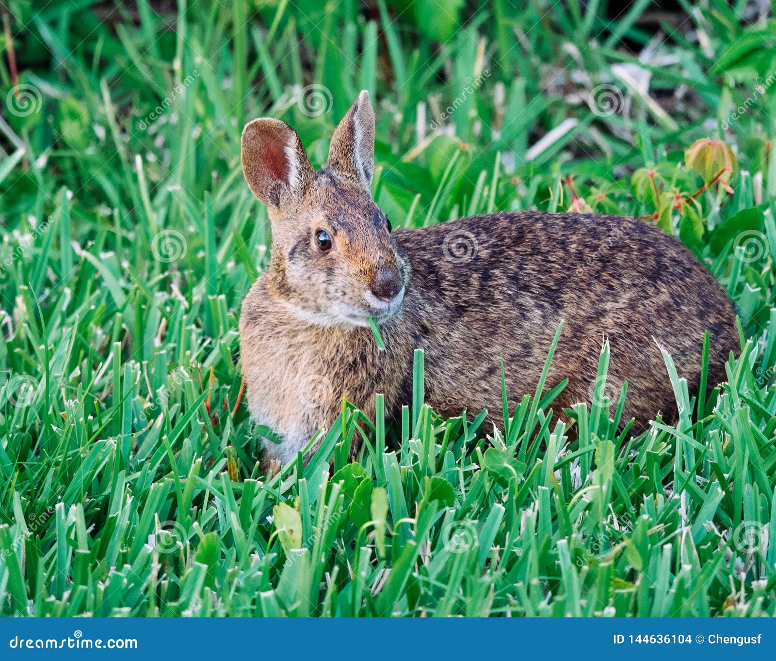 Cute round ear rabbit stock photo. Image of nature, wild - 144636104