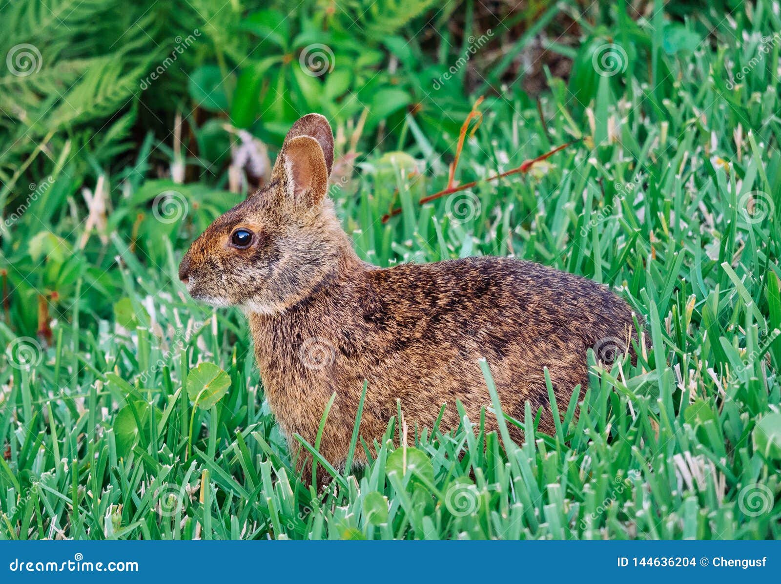 Cute round ear rabbit stock photo. Image of beige, bunny - 144636204
