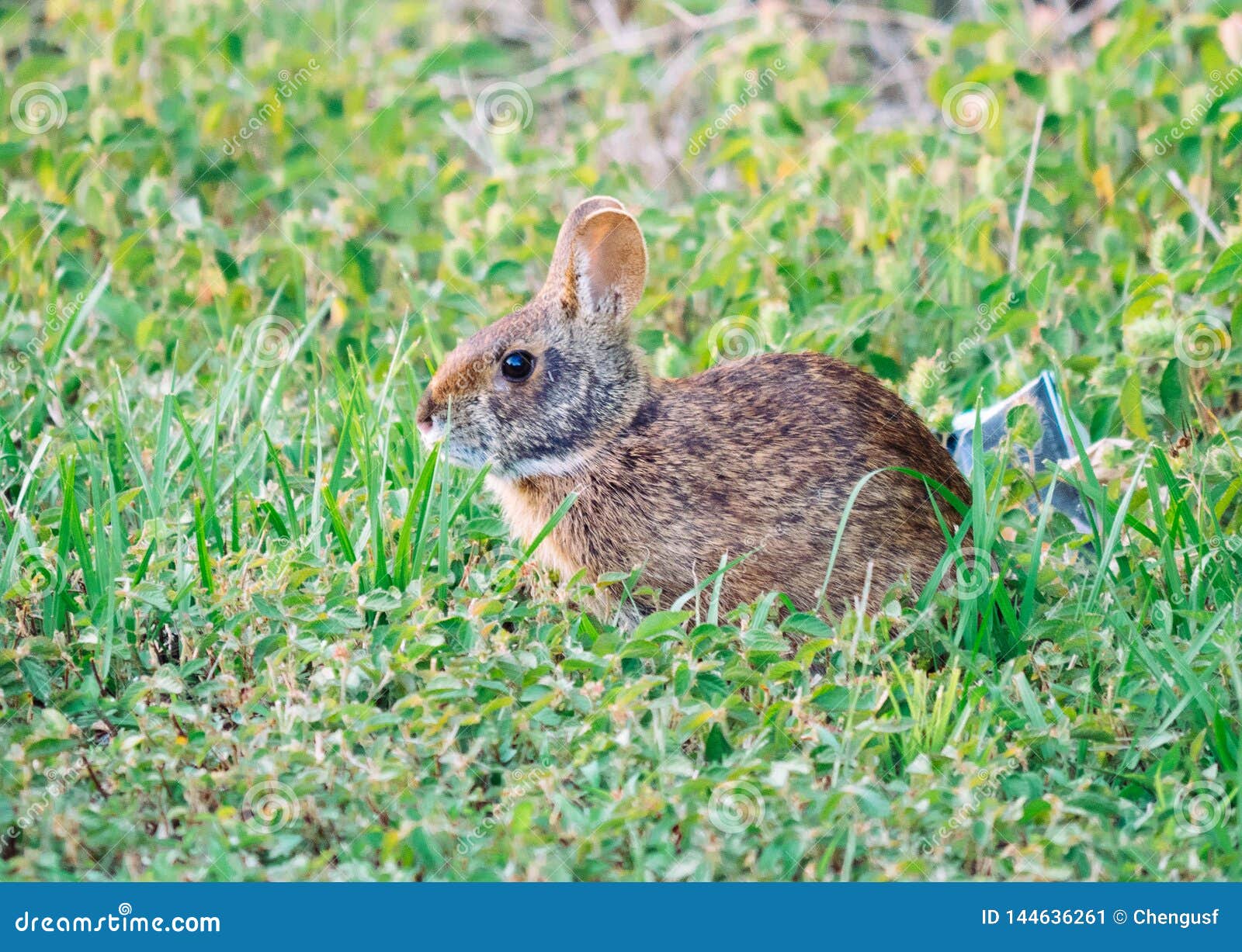 Cute round ear rabbit stock image. Image of color, american - 144636261