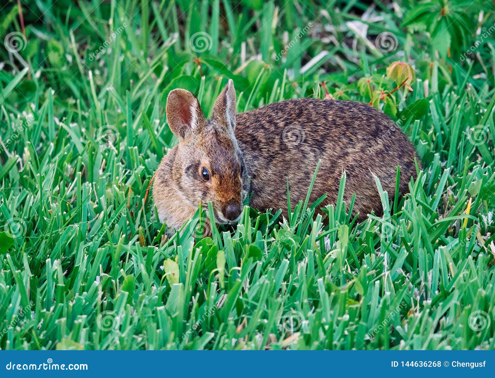 Cute round ear rabbit stock photo. Image of round, grassland - 144636268