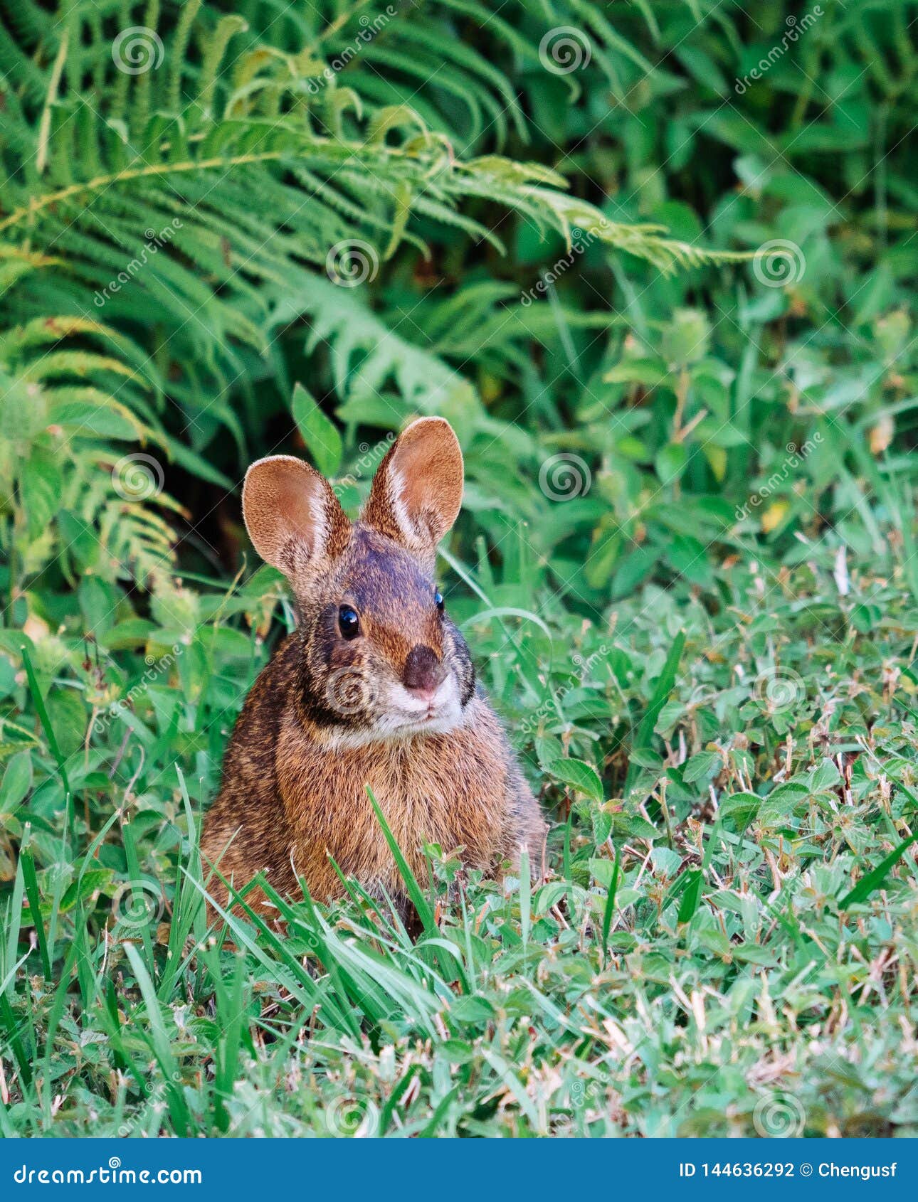 Cute round ear rabbit stock photo. Image of color, close - 144636292