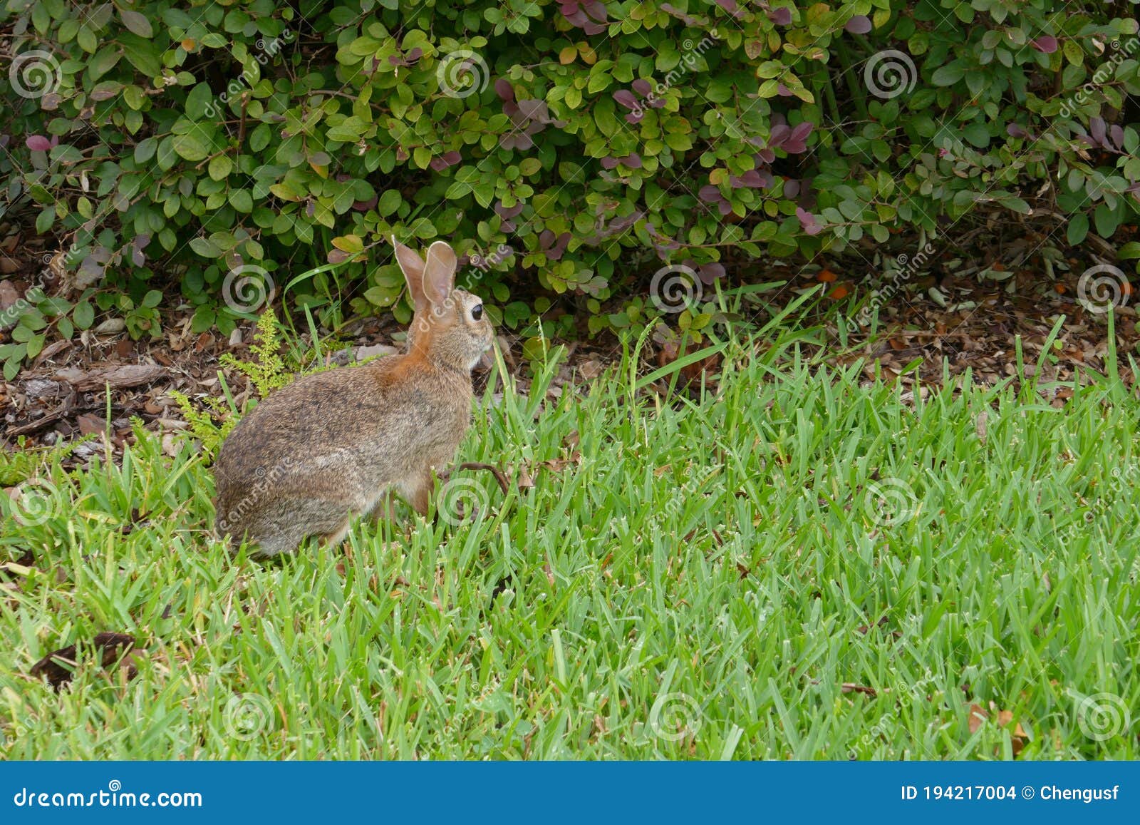 Cute round ear rabbit stock photo. Image of domestic - 194217004