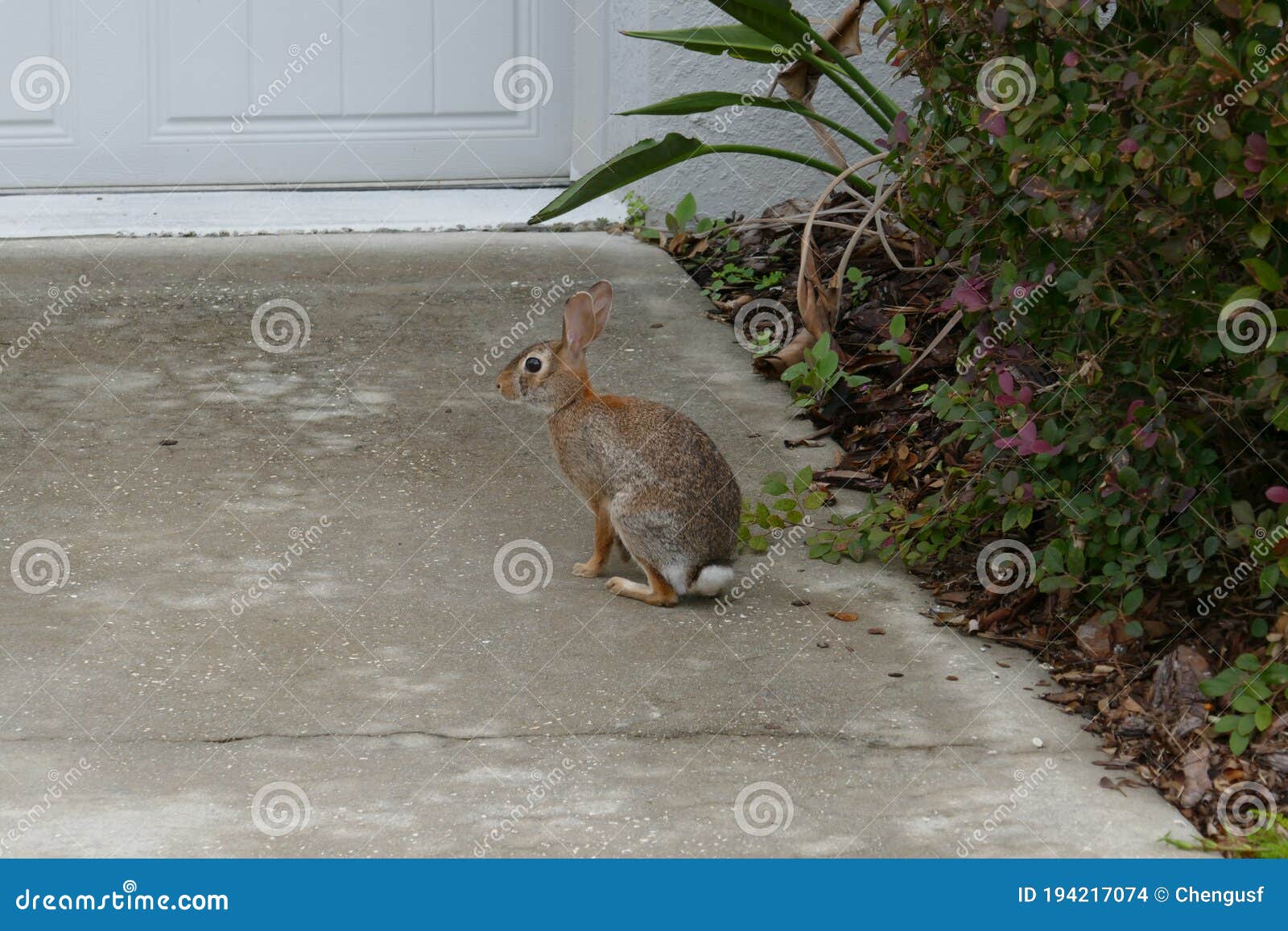Cute round ear rabbit stock photo. Image of brown, hare - 194217074