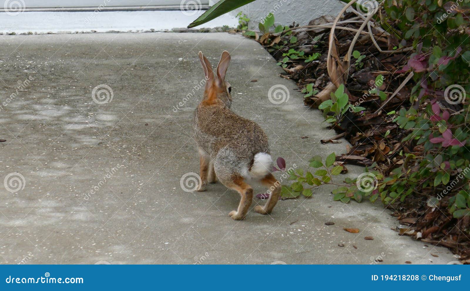 Cute round ear rabbit stock footage. Video of furry - 194218208